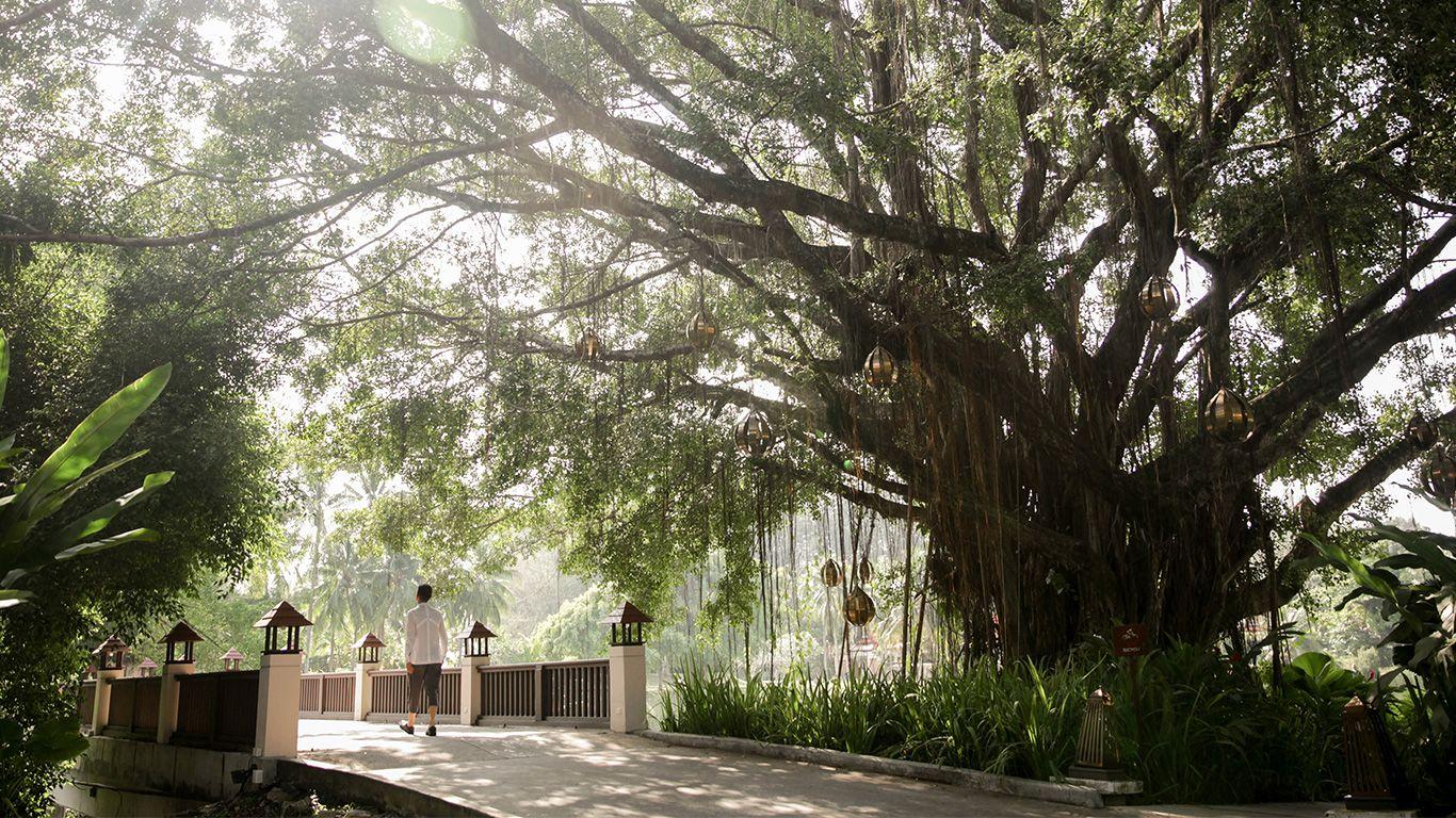 Banyan Tree Wallpapers - Top Free Banyan Tree Backgrounds - WallpaperAccess