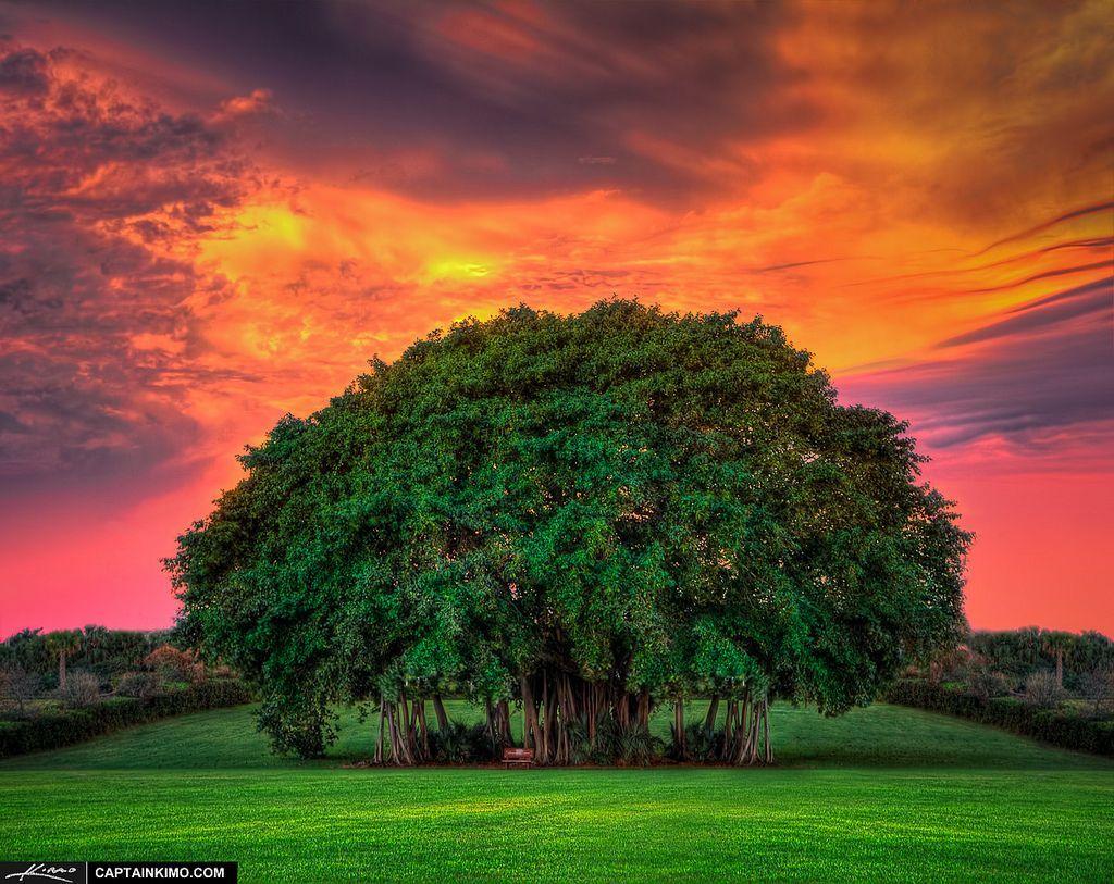 Banyan Tree Wallpapers - Top Free Banyan Tree Backgrounds - WallpaperAccess Banyan Tree Wallpapers - Top Free Banyan Tree Backgrounds - WallpaperAccess