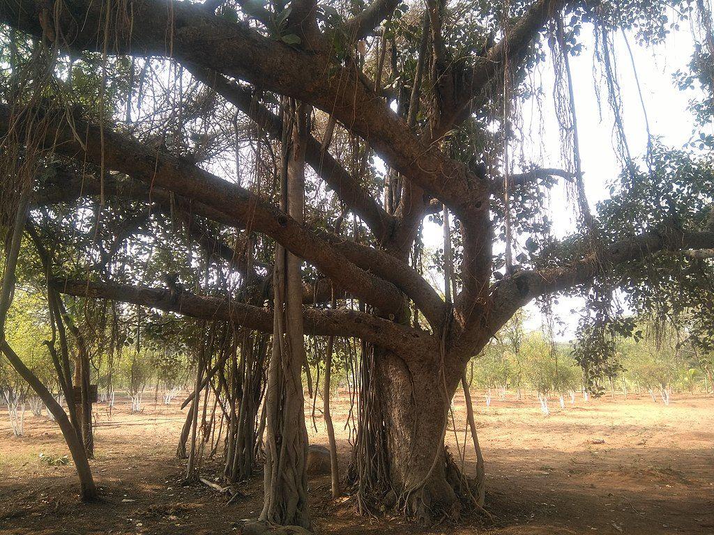 Banyan Tree Wallpapers - Top Free Banyan Tree Backgrounds - WallpaperAccess