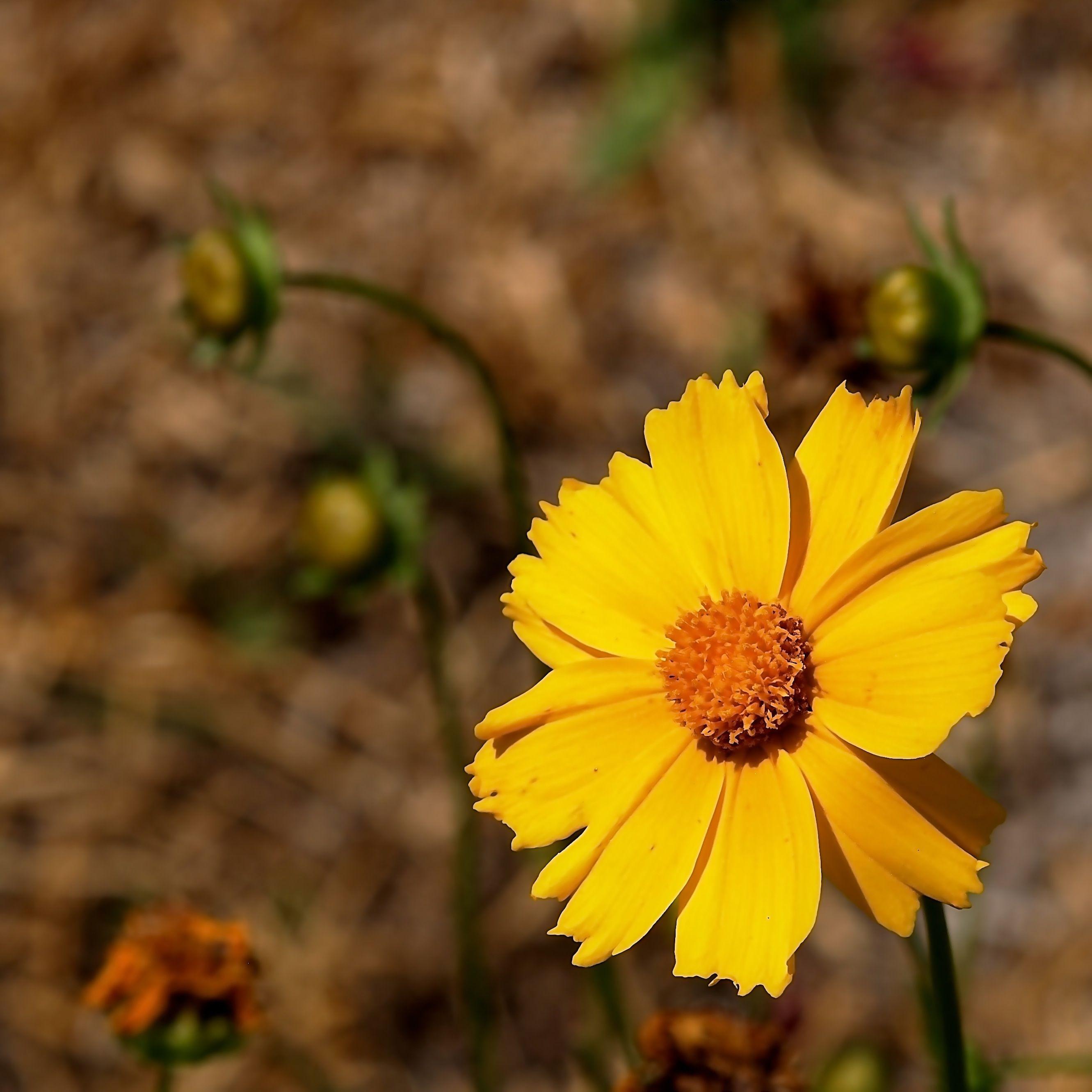 Small Sunflower Wallpapers - Top Free Small Sunflower Backgrounds ...