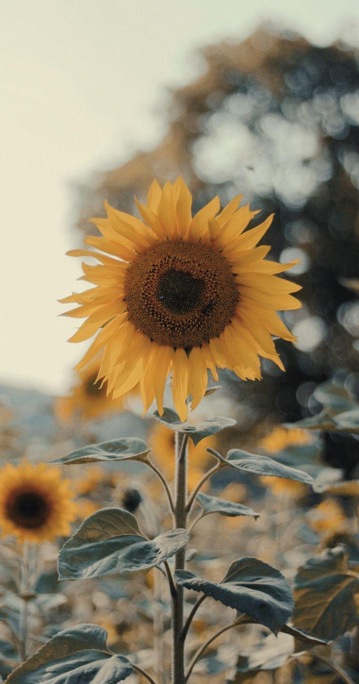 Small Sunflower Wallpapers - Top Free Small Sunflower Backgrounds ...
