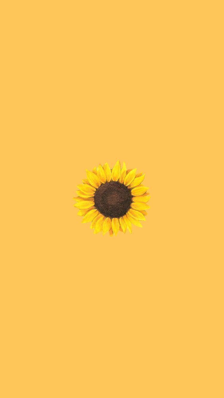 Small Sunflower Wallpapers - Top Free Small Sunflower Backgrounds ...