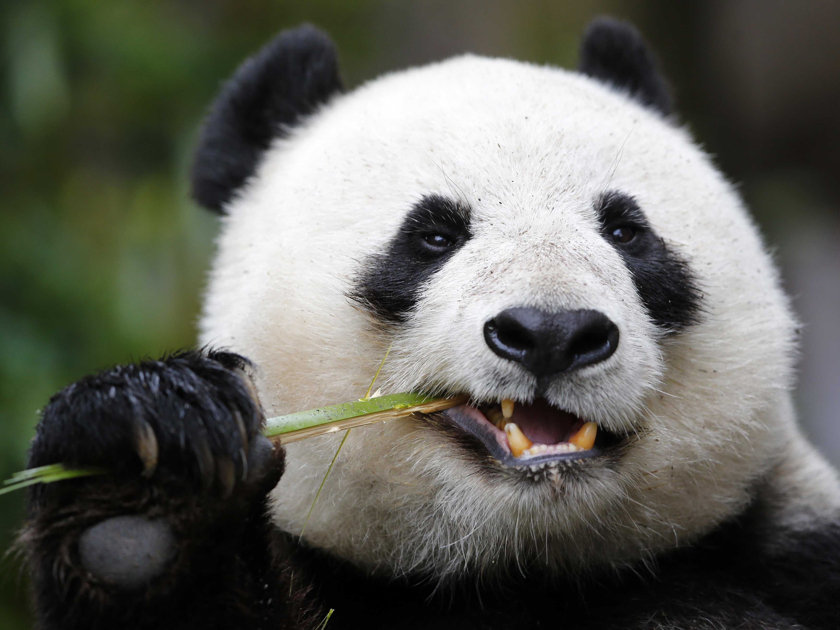 Panda Eating Wallpapers - Top Free Panda Eating Backgrounds ...