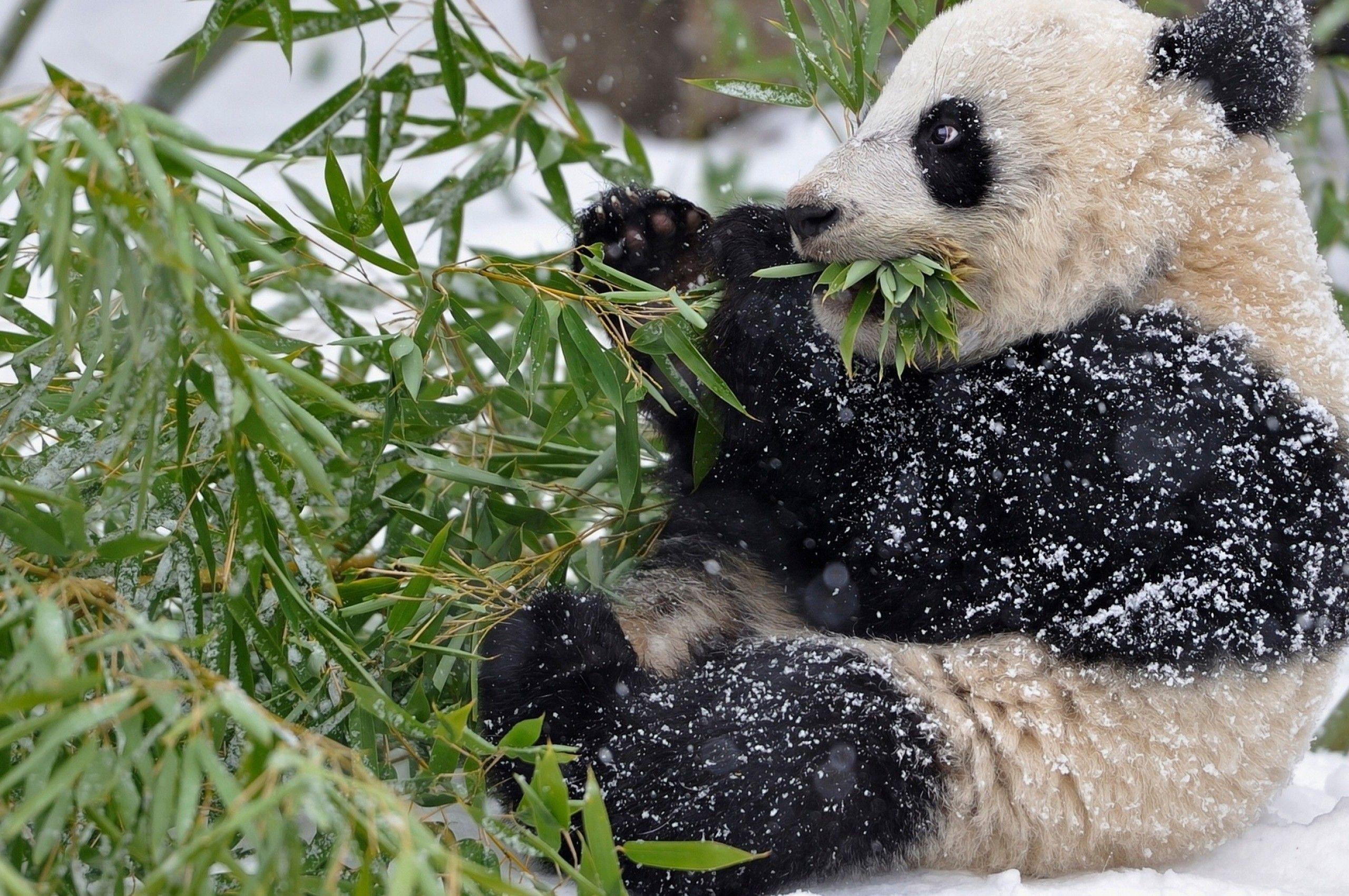 Panda Eating Wallpapers - Top Free Panda Eating Backgrounds ...