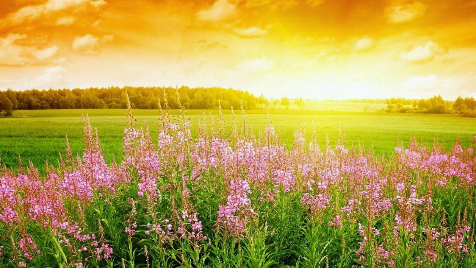 Sunshine Laptop Wallpapers - Top Free Sunshine Laptop Backgrounds ...