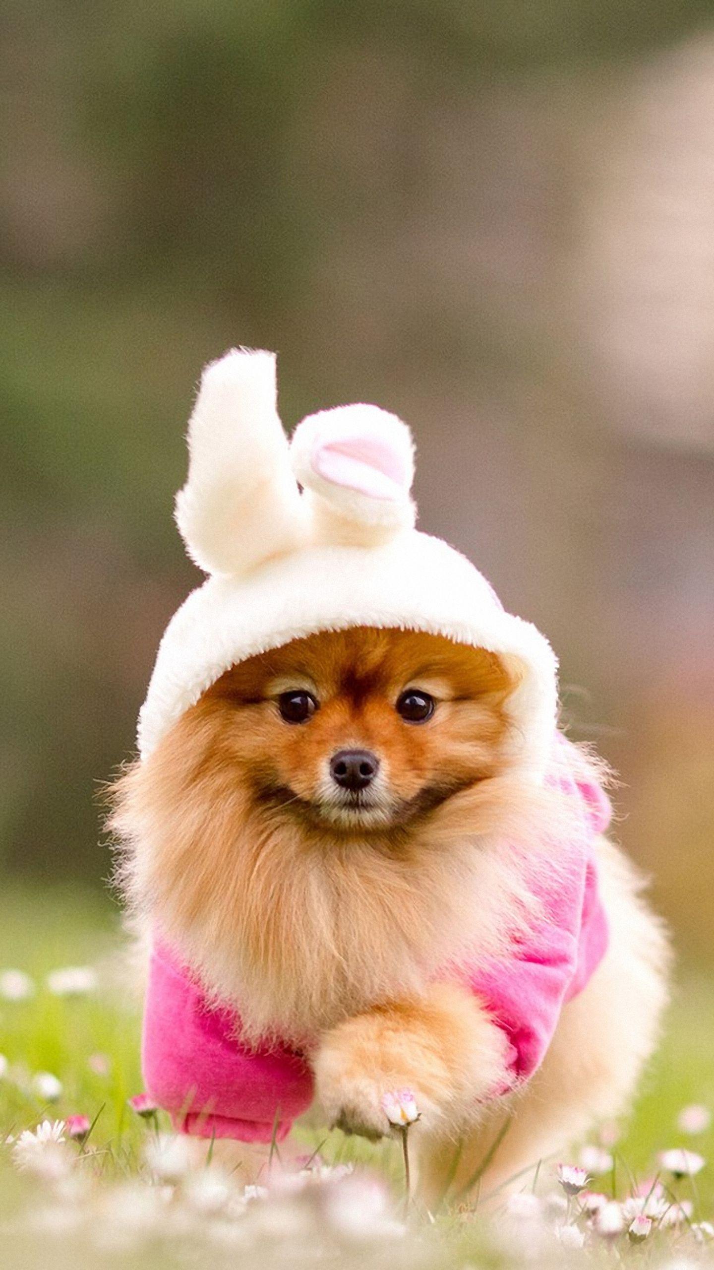 Doge Phone Wallpapers - Top Free Doge Phone Backgrounds - WallpaperAccess