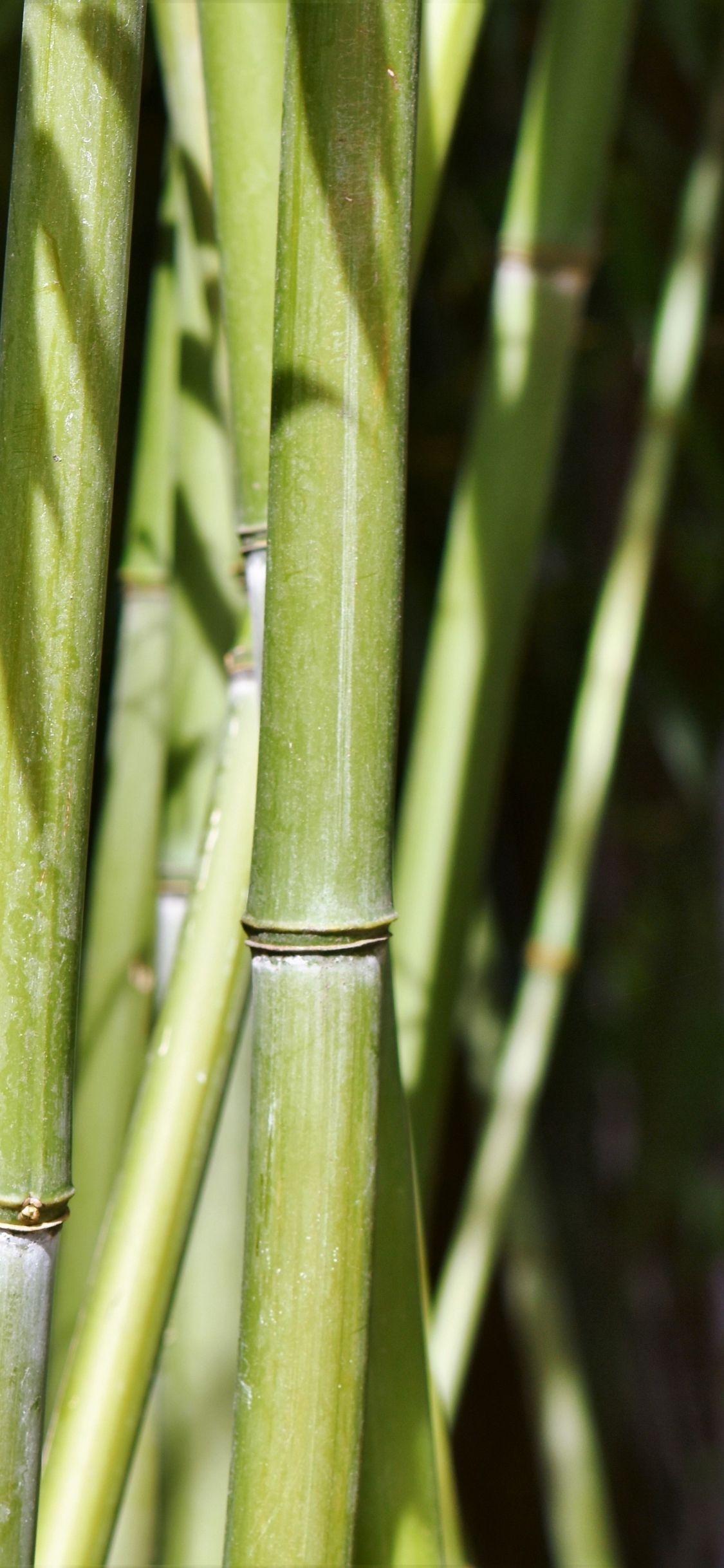 Fresh Green Bamboo Wallpaper