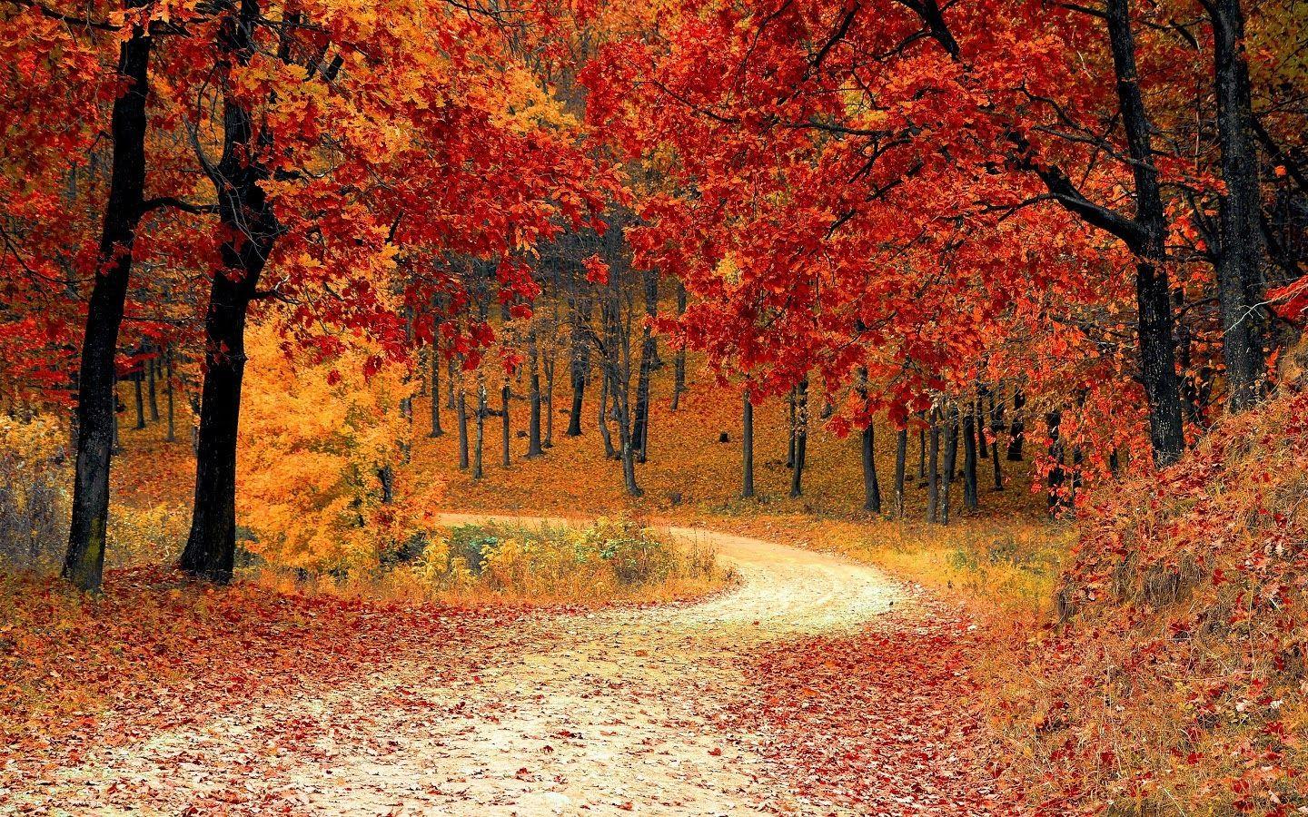 Autumn Screen Wallpapers - Top Free Autumn Screen Backgrounds ...