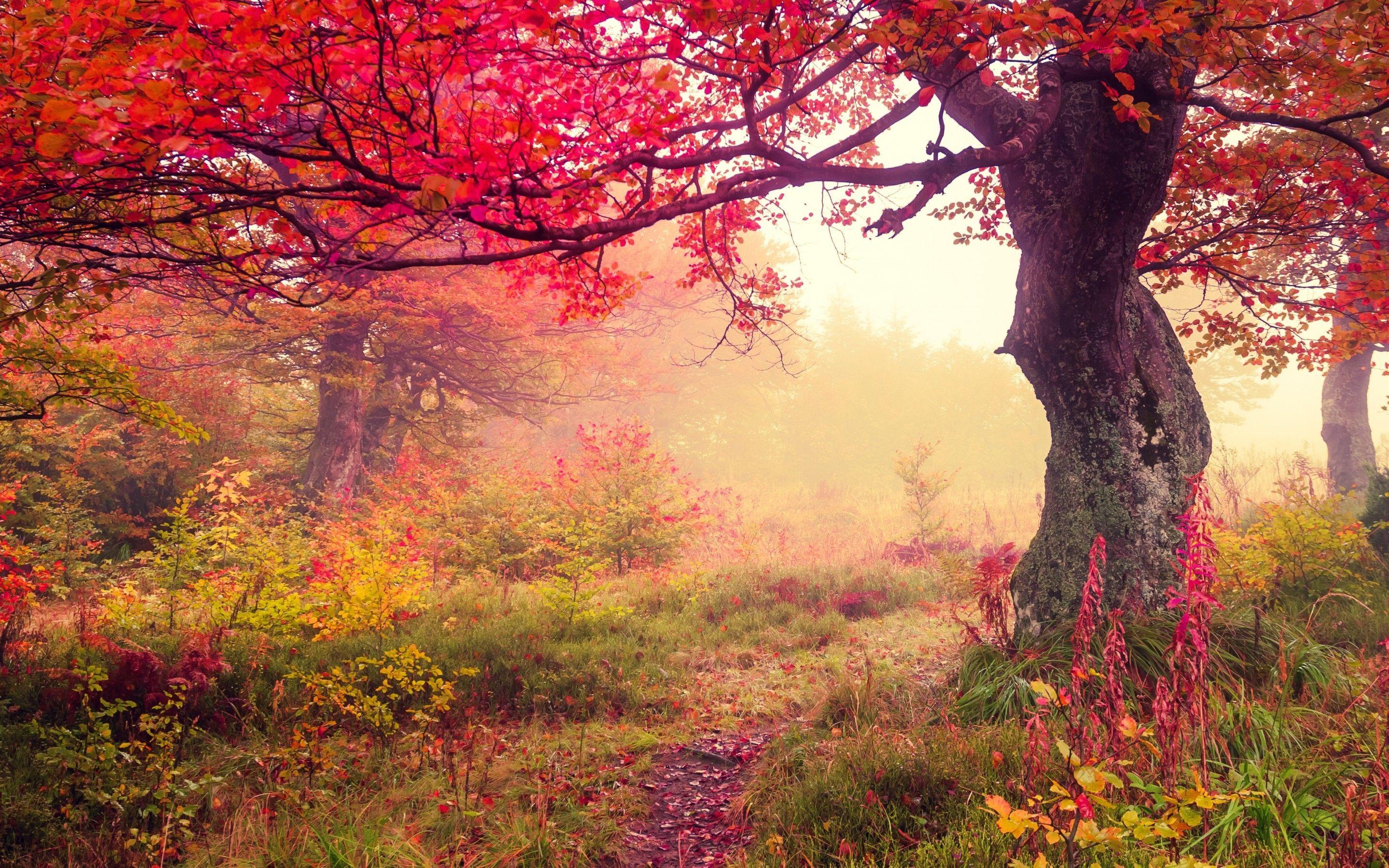 Calm Autumn Wallpapers - Top Free Calm Autumn Backgrounds - WallpaperAccess