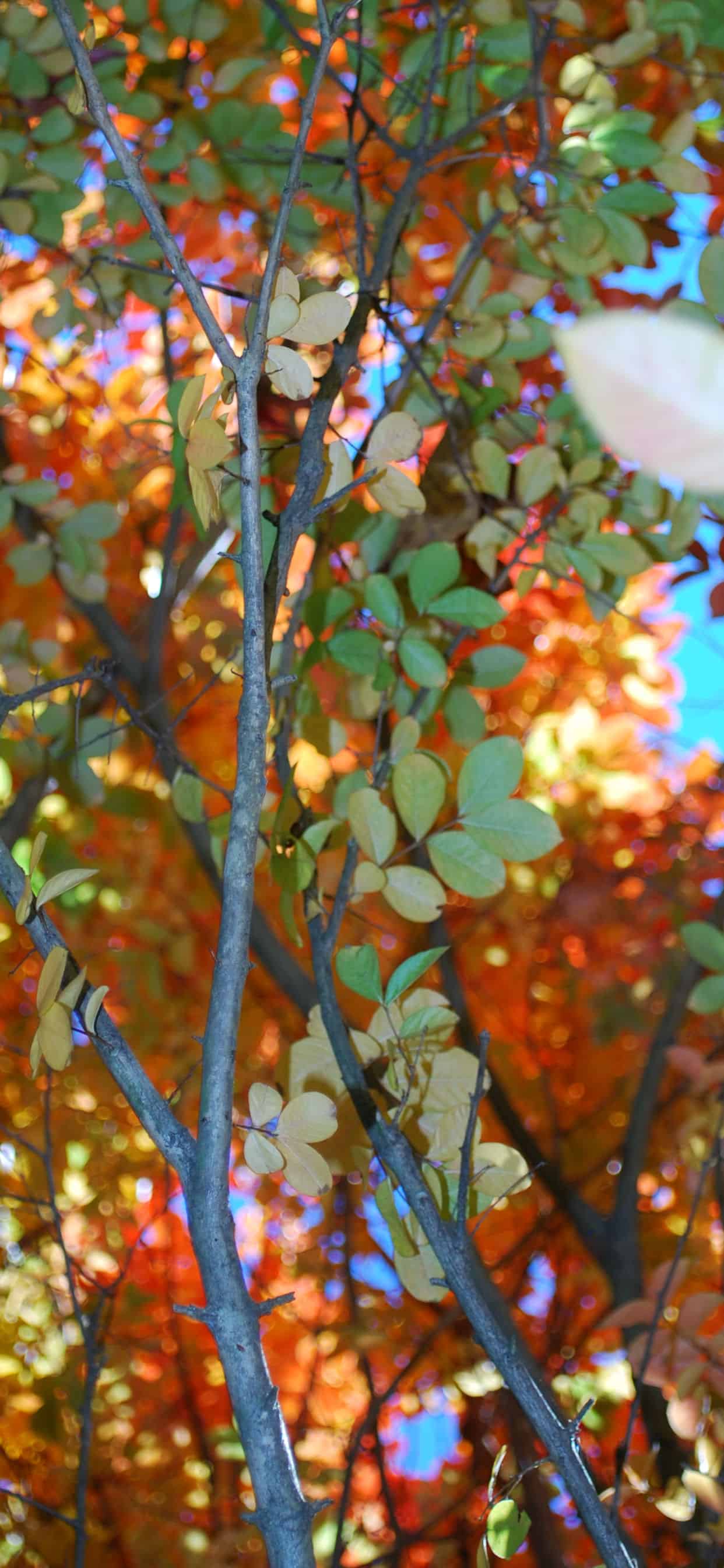 Beautiful Fall iPhone Wallpapers - Top Free Beautiful Fall iPhone ...