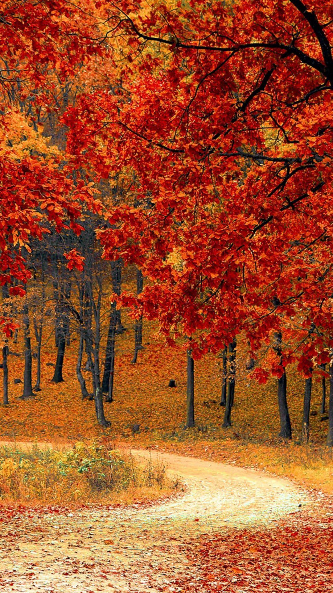 Amazing Autumn Wallpapers - Top Free Amazing Autumn Backgrounds ...