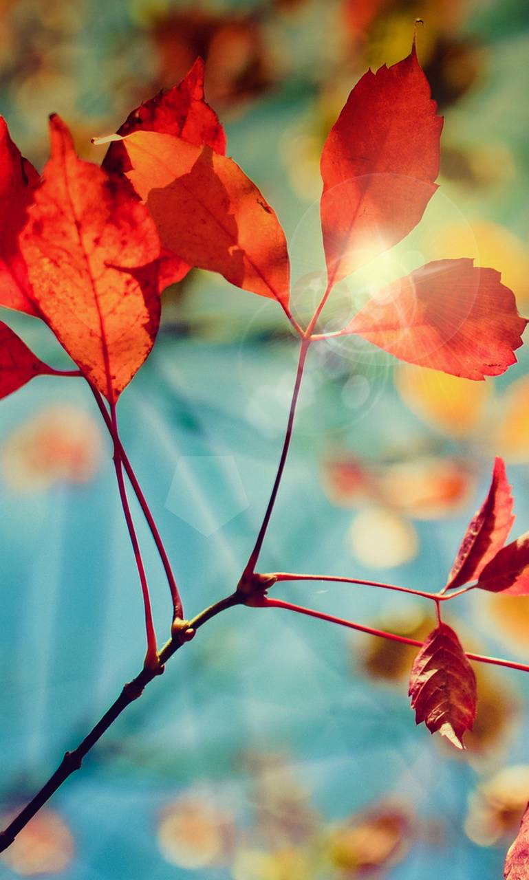 Autumn Season HD Wallpapers - Top Free Autumn Season HD Backgrounds ...