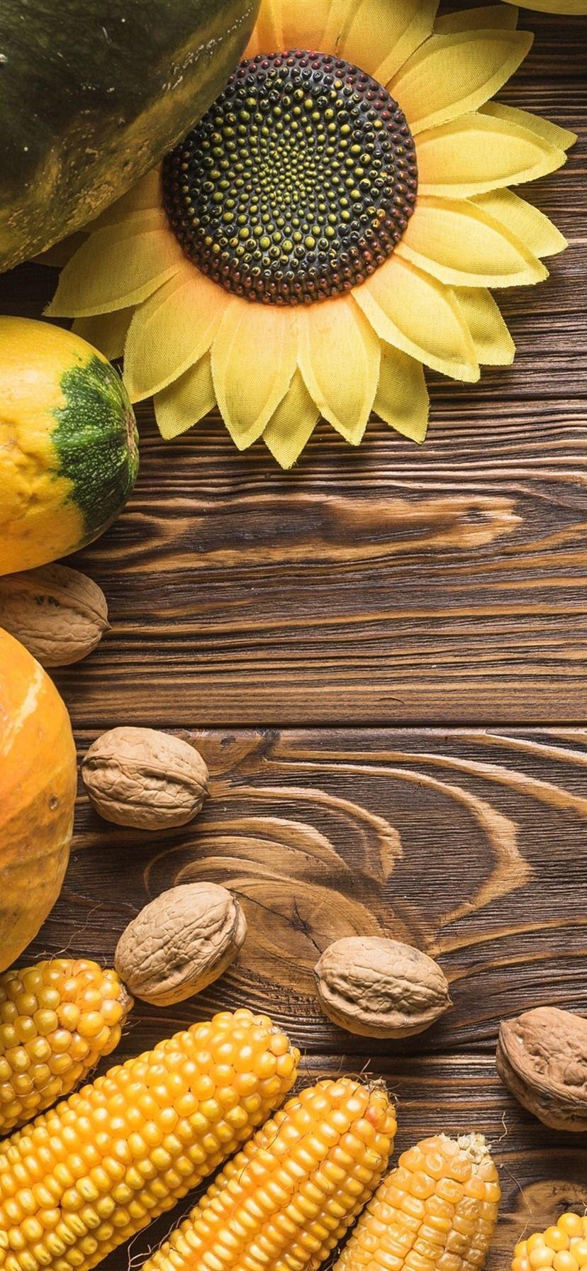 Sunflower Pumpkin Wallpapers - Top Free Sunflower Pumpkin Backgrounds ...