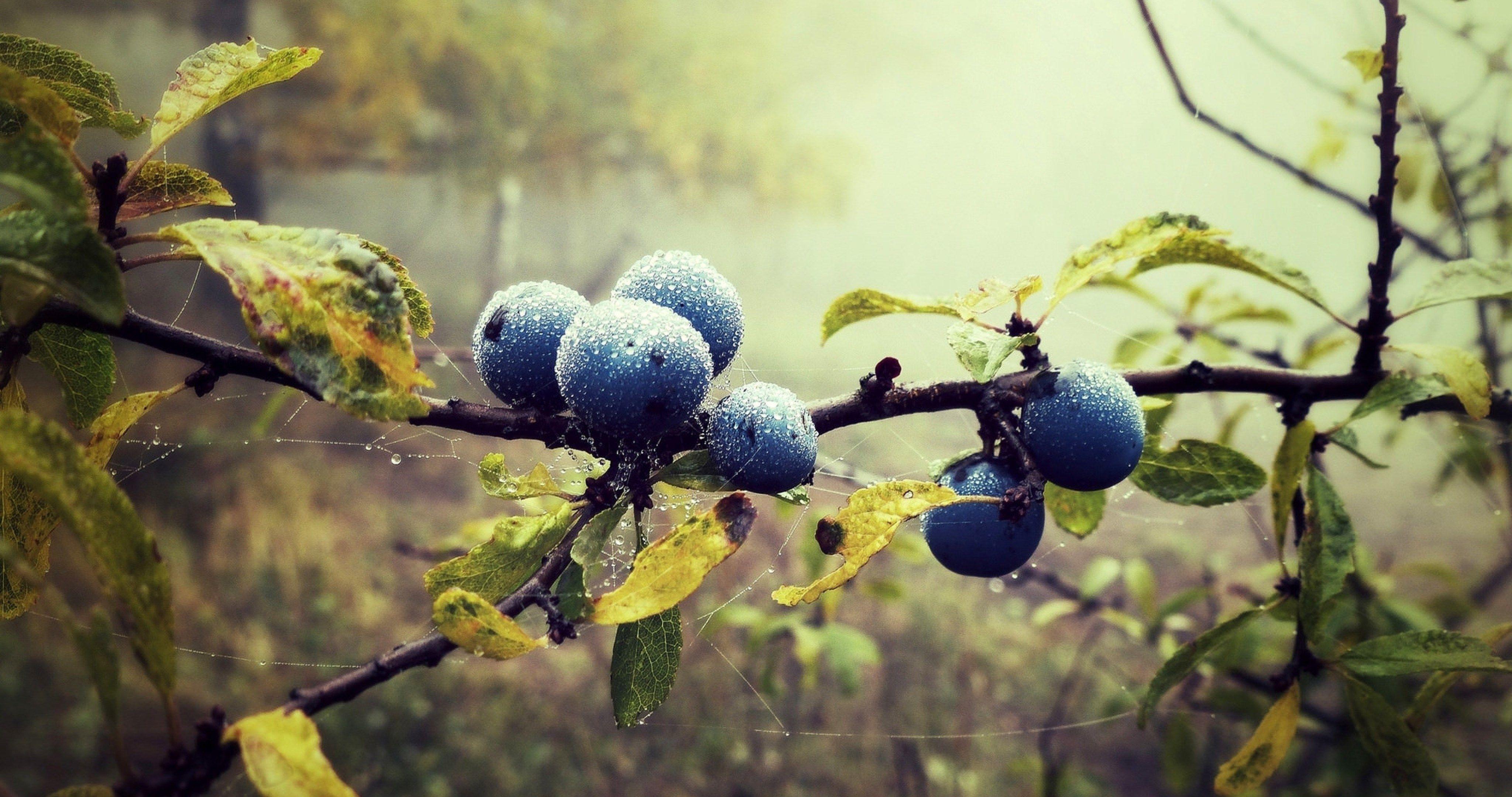 Blueberry Desktop Wallpapers - Top Free Blueberry Desktop Backgrounds ...