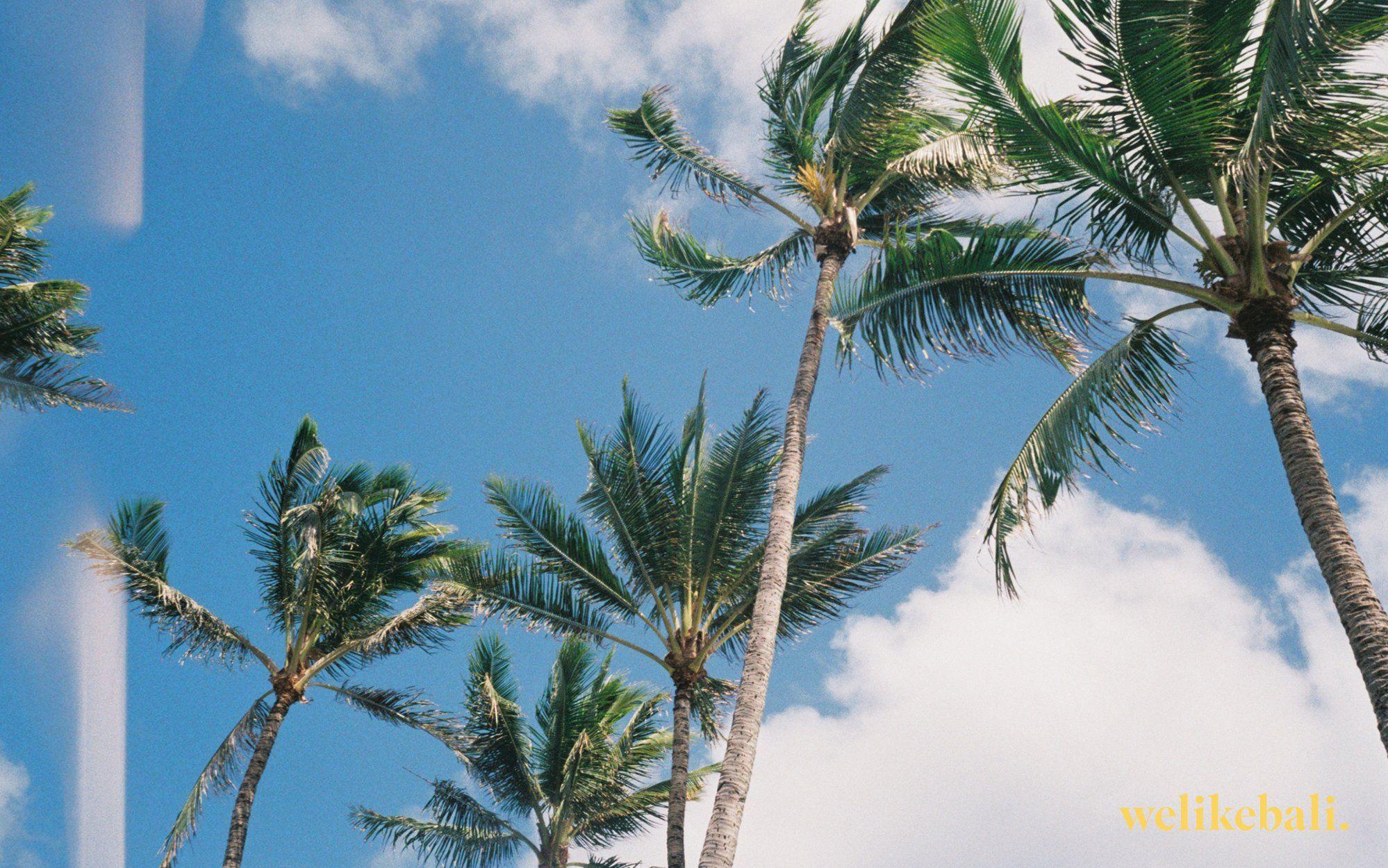 Palm Tree Laptop Wallpapers - Top Free Palm Tree Laptop Backgrounds ...