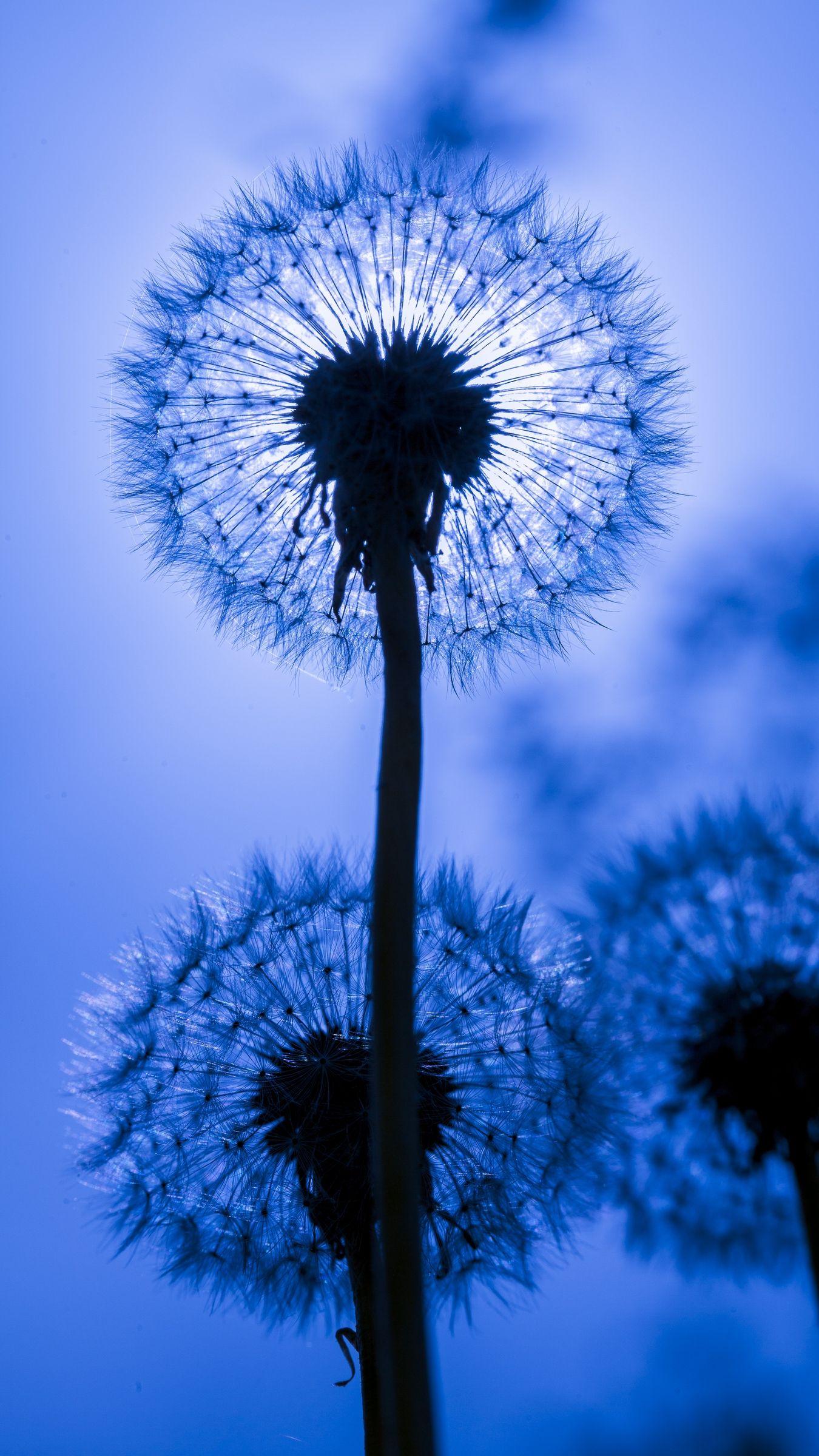 Dandelion HD Wallpapers - Top Free Dandelion HD Backgrounds ...