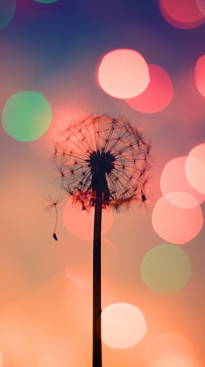 Dandelion HD Wallpapers - Top Free Dandelion HD Backgrounds - WallpaperAccess