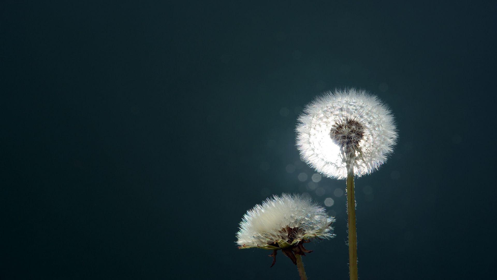 Dandelion HD Wallpapers - Top Free Dandelion HD Backgrounds ...