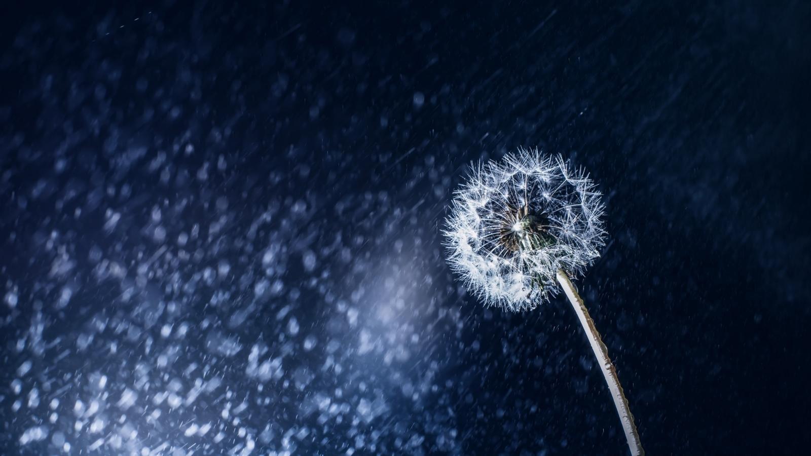 Dandelion Desktop Wallpapers - Top Free Dandelion Desktop Backgrounds ...