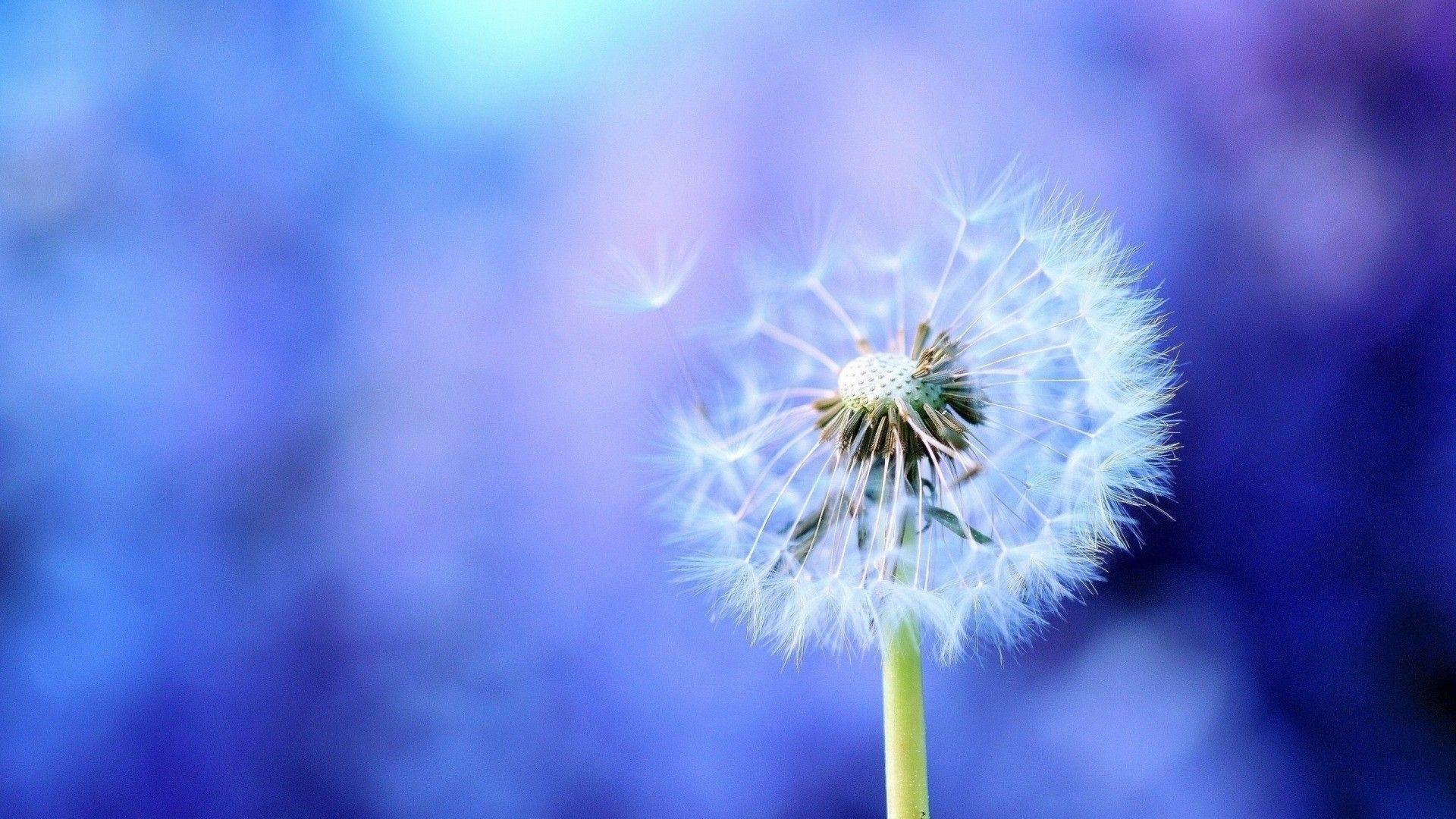 Dandelion Desktop Wallpapers - Top Free Dandelion Desktop Backgrounds ...