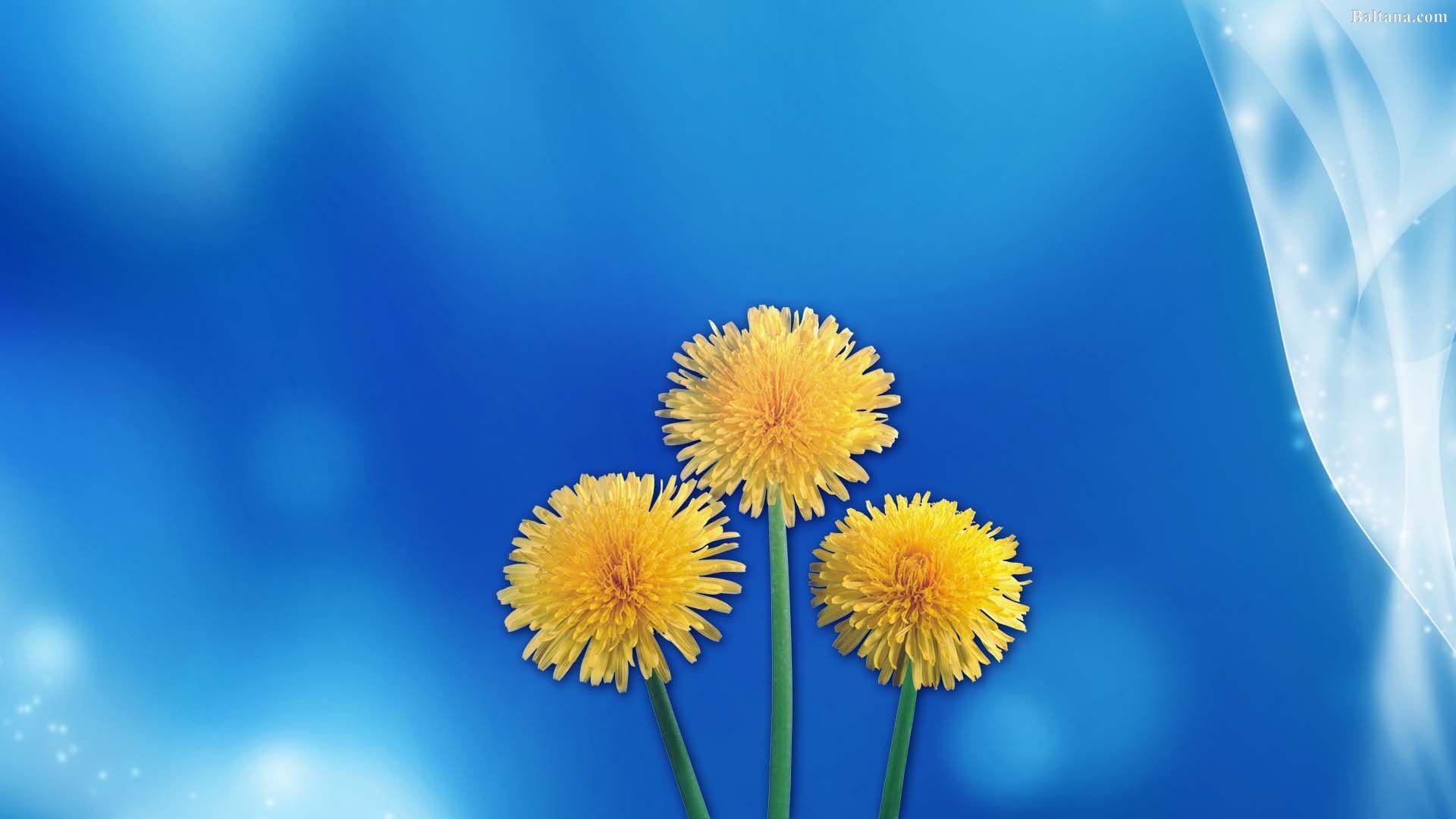 Dandelion Desktop Wallpapers - Top Free Dandelion Desktop Backgrounds ...