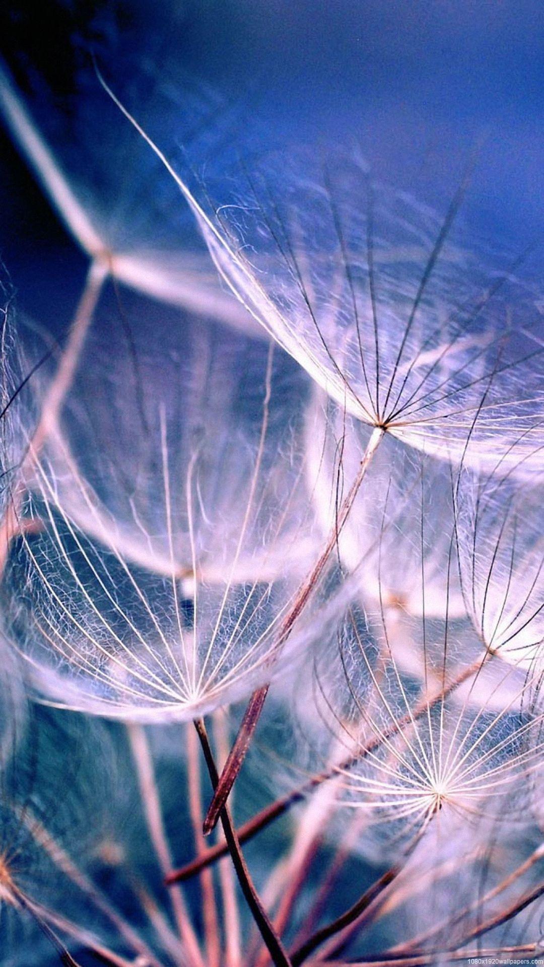 Dandelion HD Wallpapers - Top Free Dandelion HD Backgrounds ...
