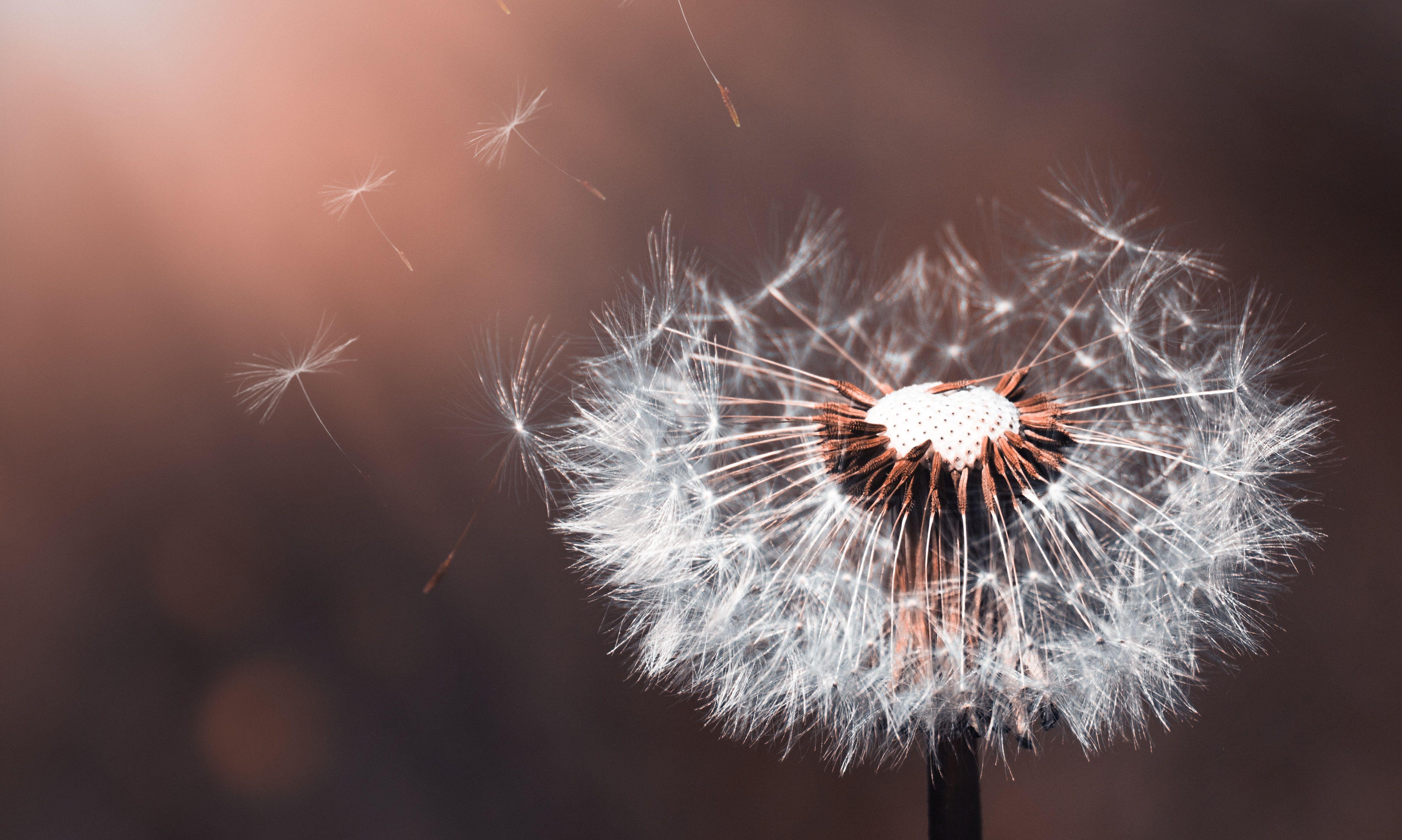 Dandelion HD Wallpapers - Top Free Dandelion HD Backgrounds ...