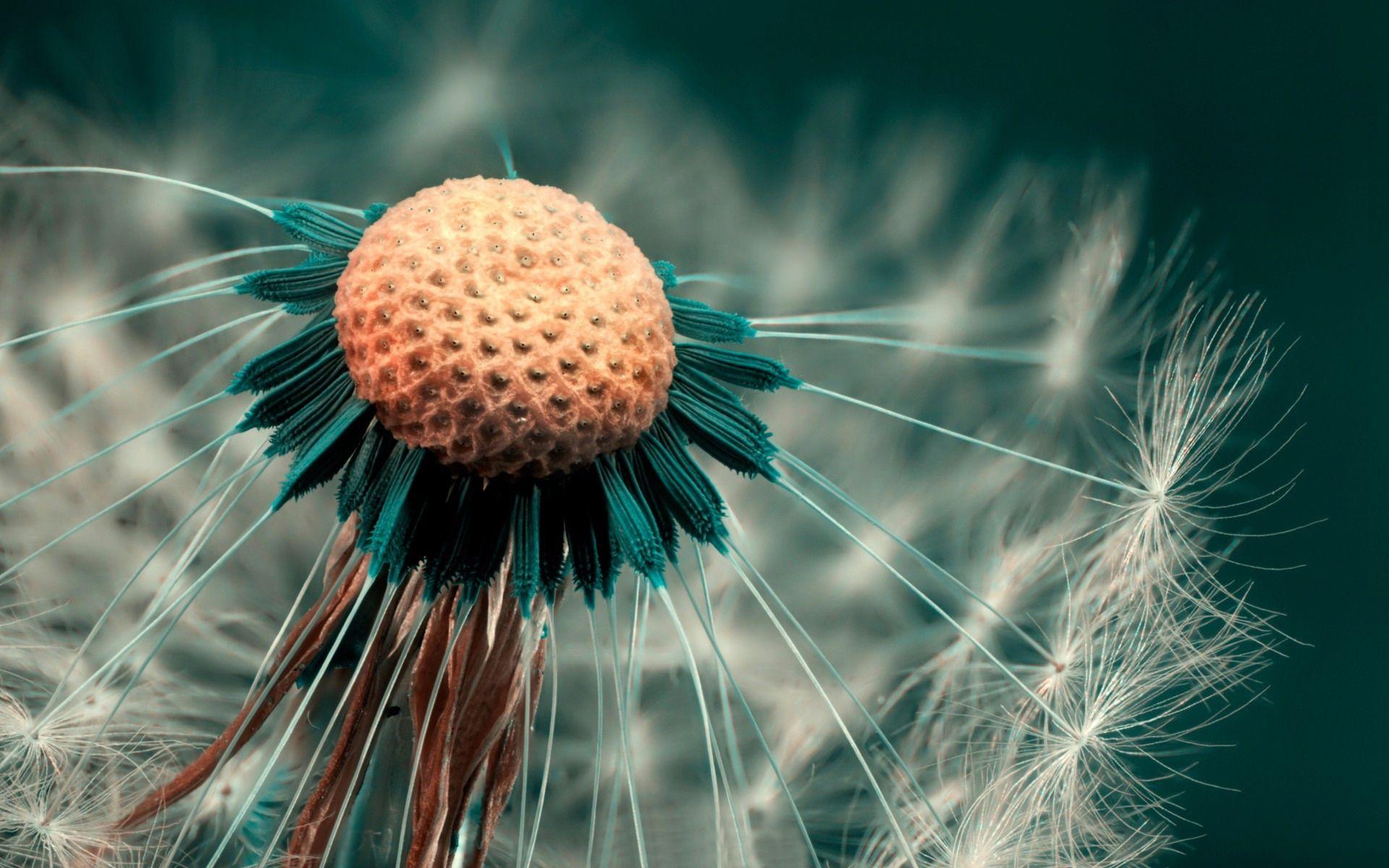 Dandelion HD Wallpapers - Top Free Dandelion HD Backgrounds ...