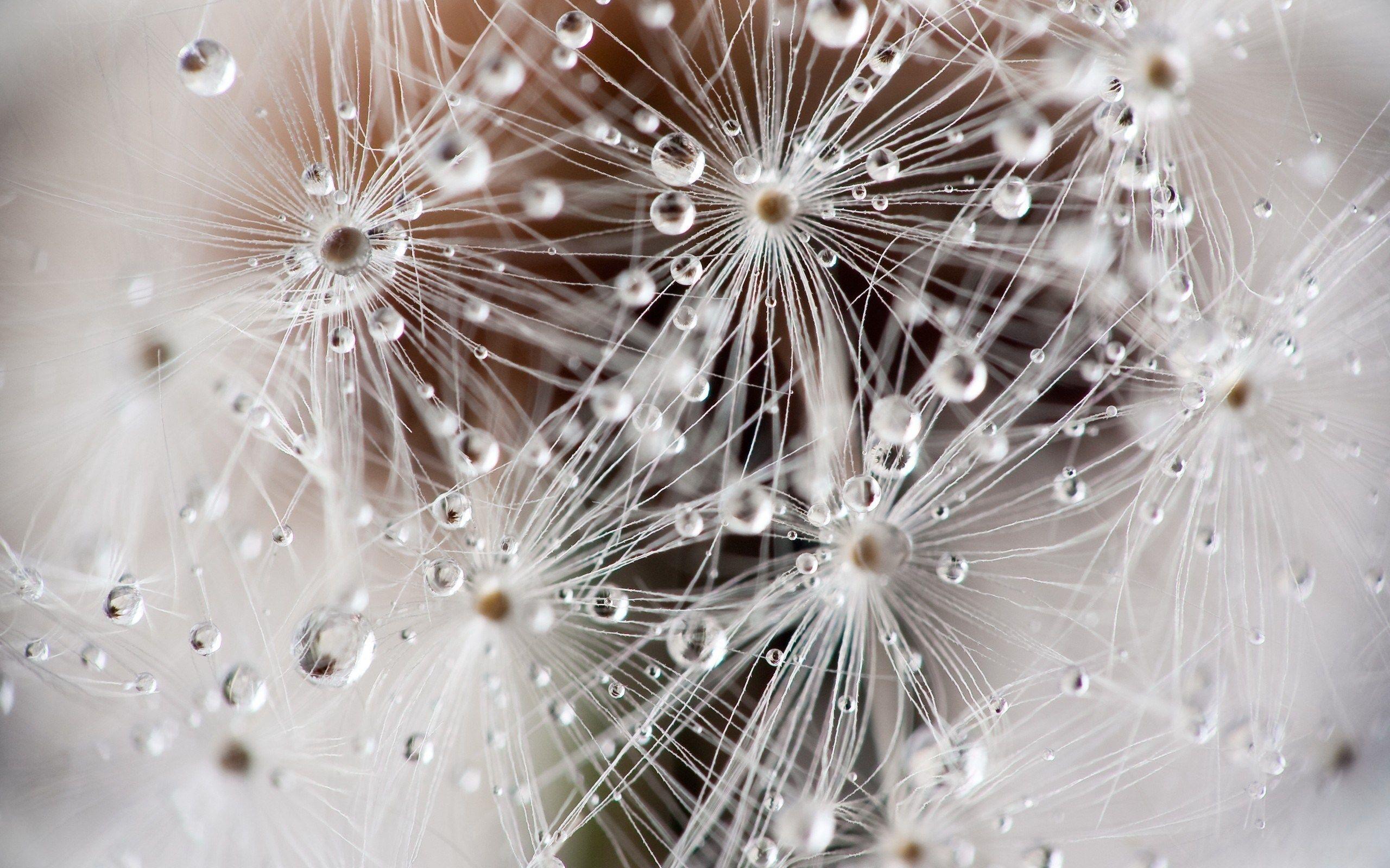 Dandelion HD Wallpapers - Top Free Dandelion HD Backgrounds ...