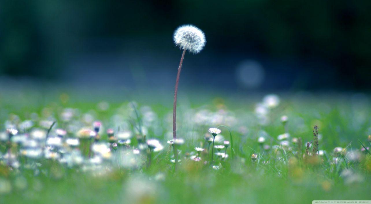 Dandelion HD Wallpapers - Top Free Dandelion HD Backgrounds ...
