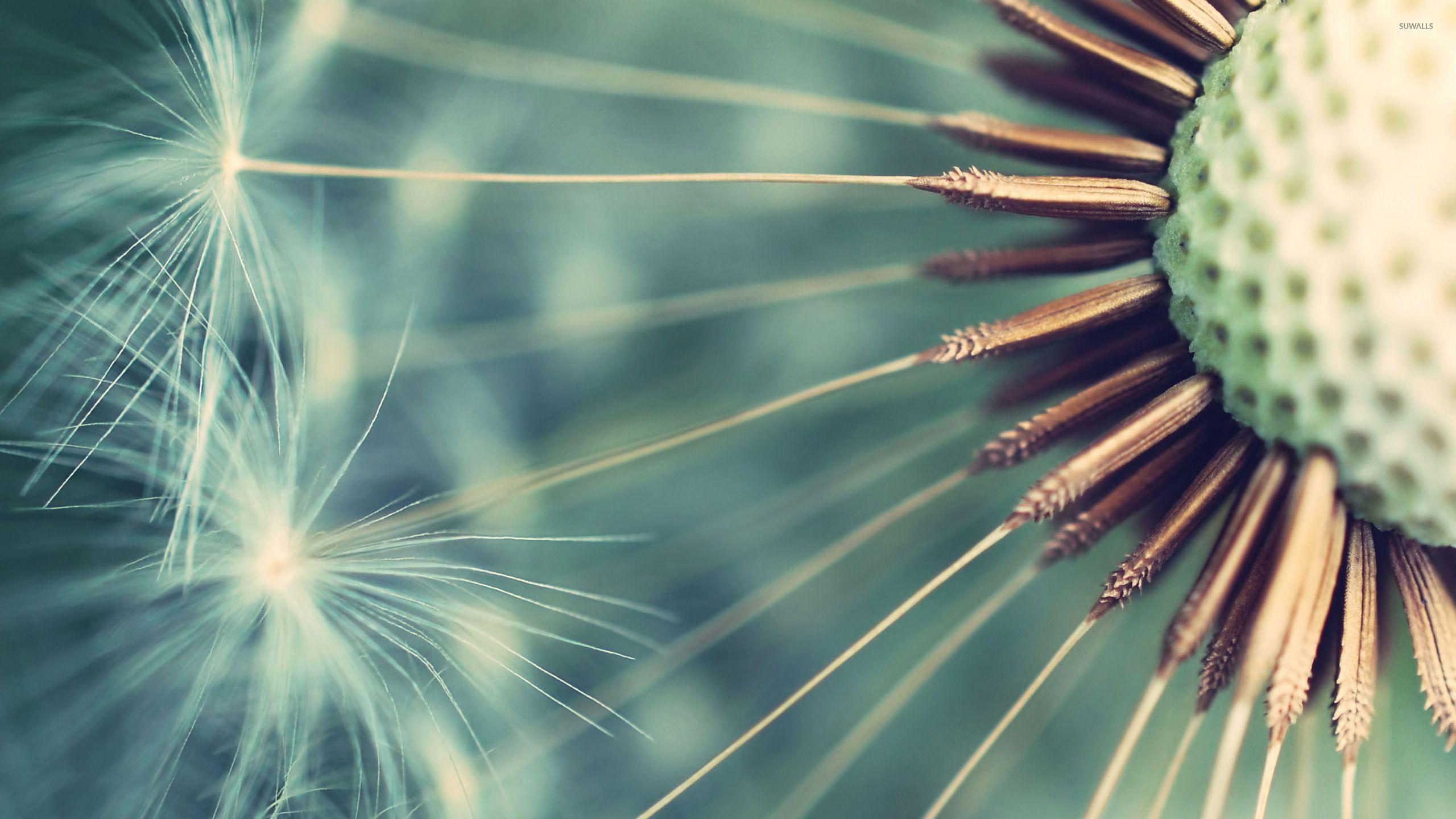 Dandelion HD Wallpapers - Top Free Dandelion HD Backgrounds ...