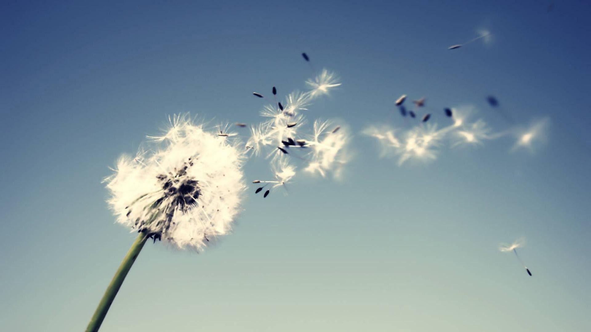 Dandelion HD Wallpapers - Top Free Dandelion HD Backgrounds ...