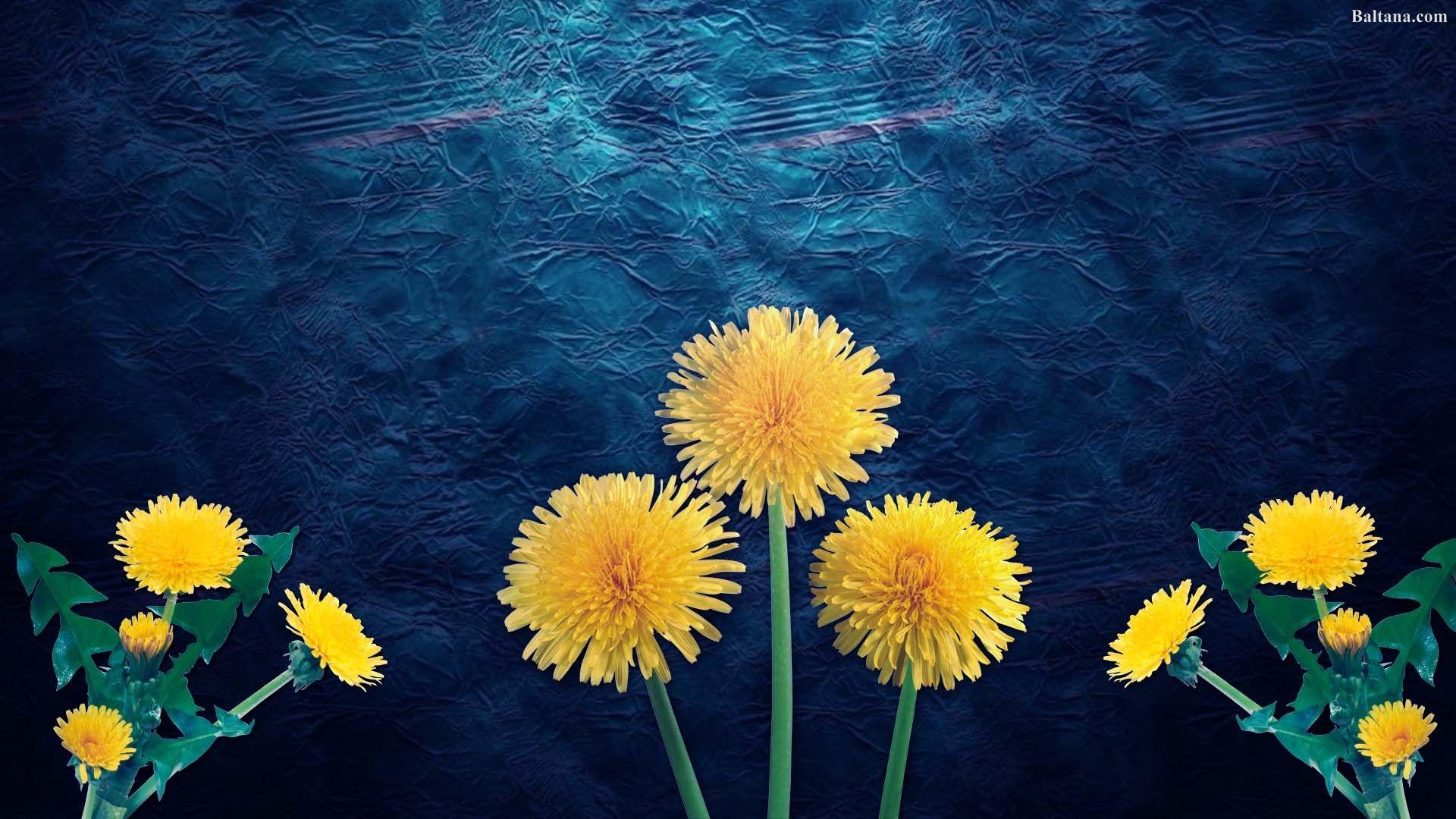 Dandelion HD Wallpapers - Top Free Dandelion HD Backgrounds ...