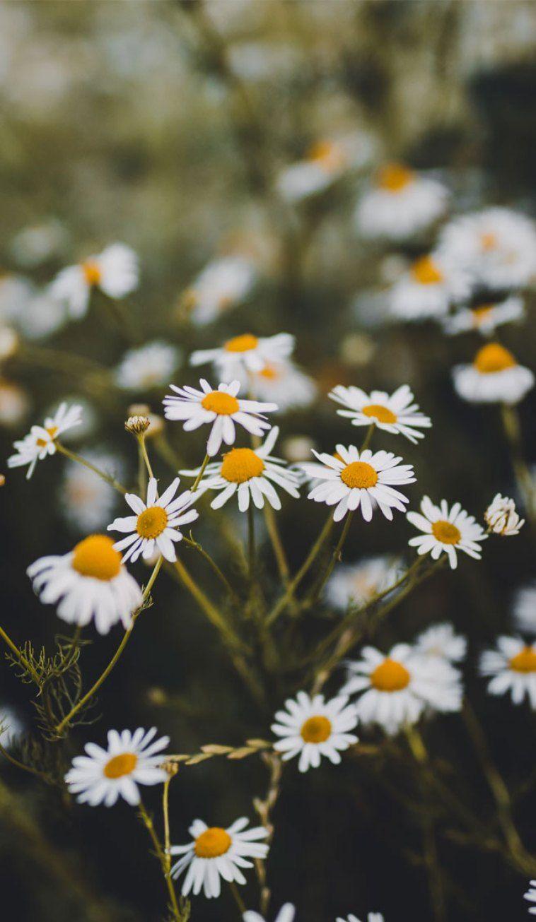 Wild Flower Wallpapers - Top Free Wild Flower Backgrounds - WallpaperAccess