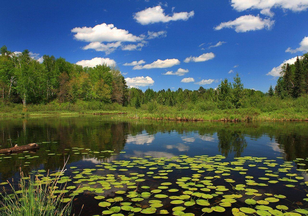 Pond Wallpapers - Top Free Pond Backgrounds - WallpaperAccess