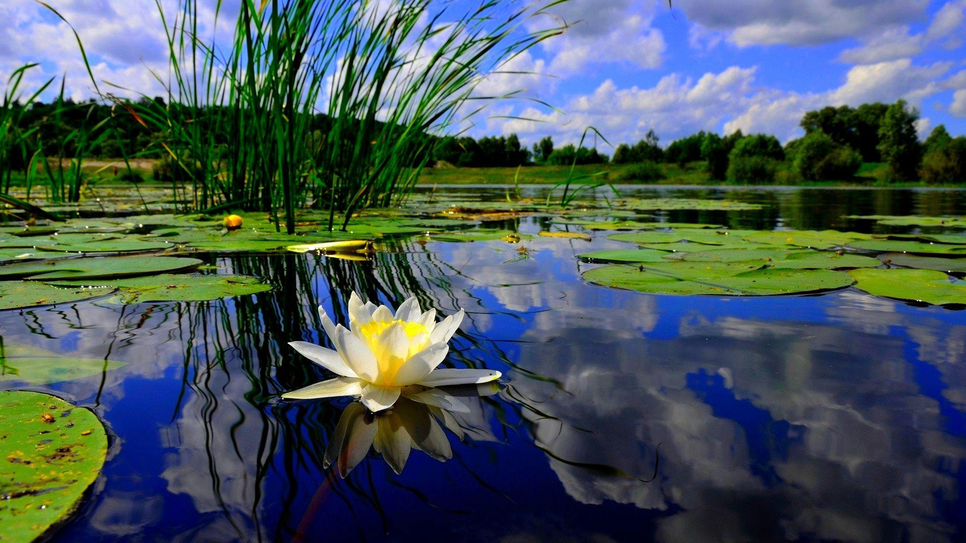 Pond Wallpapers - Top Free Pond Backgrounds - WallpaperAccess