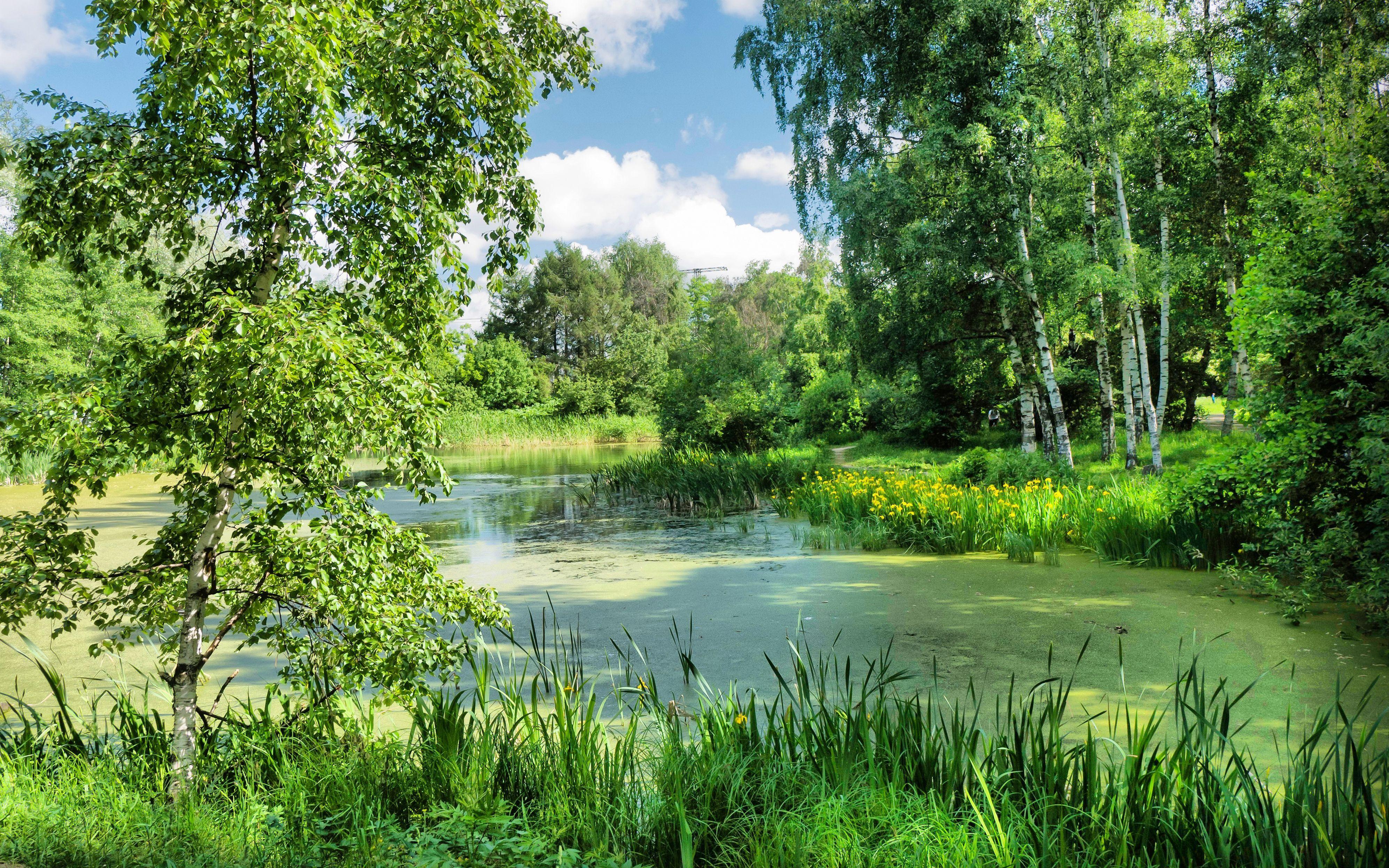 Pond Wallpapers - Top Free Pond Backgrounds - WallpaperAccess