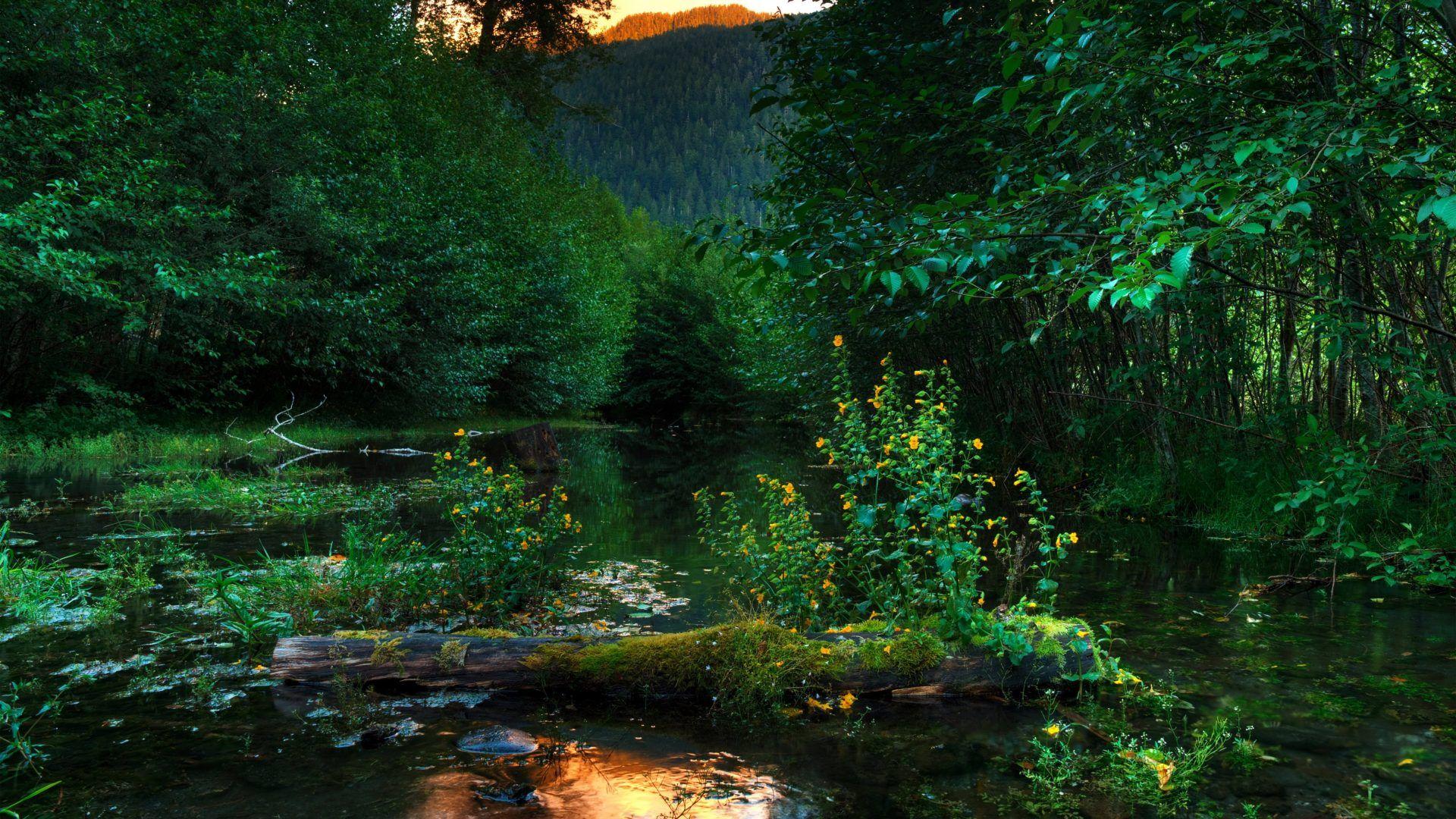 Pond Wallpapers - Top Free Pond Backgrounds - WallpaperAccess