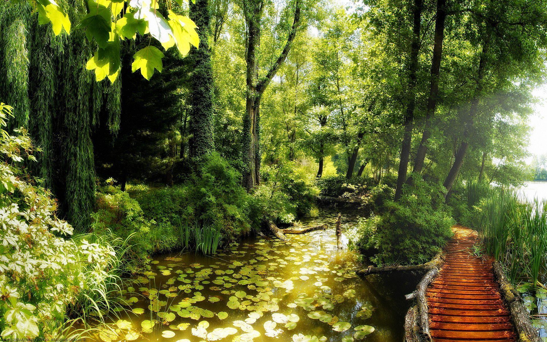 Pond Wallpapers - Top Free Pond Backgrounds - WallpaperAccess