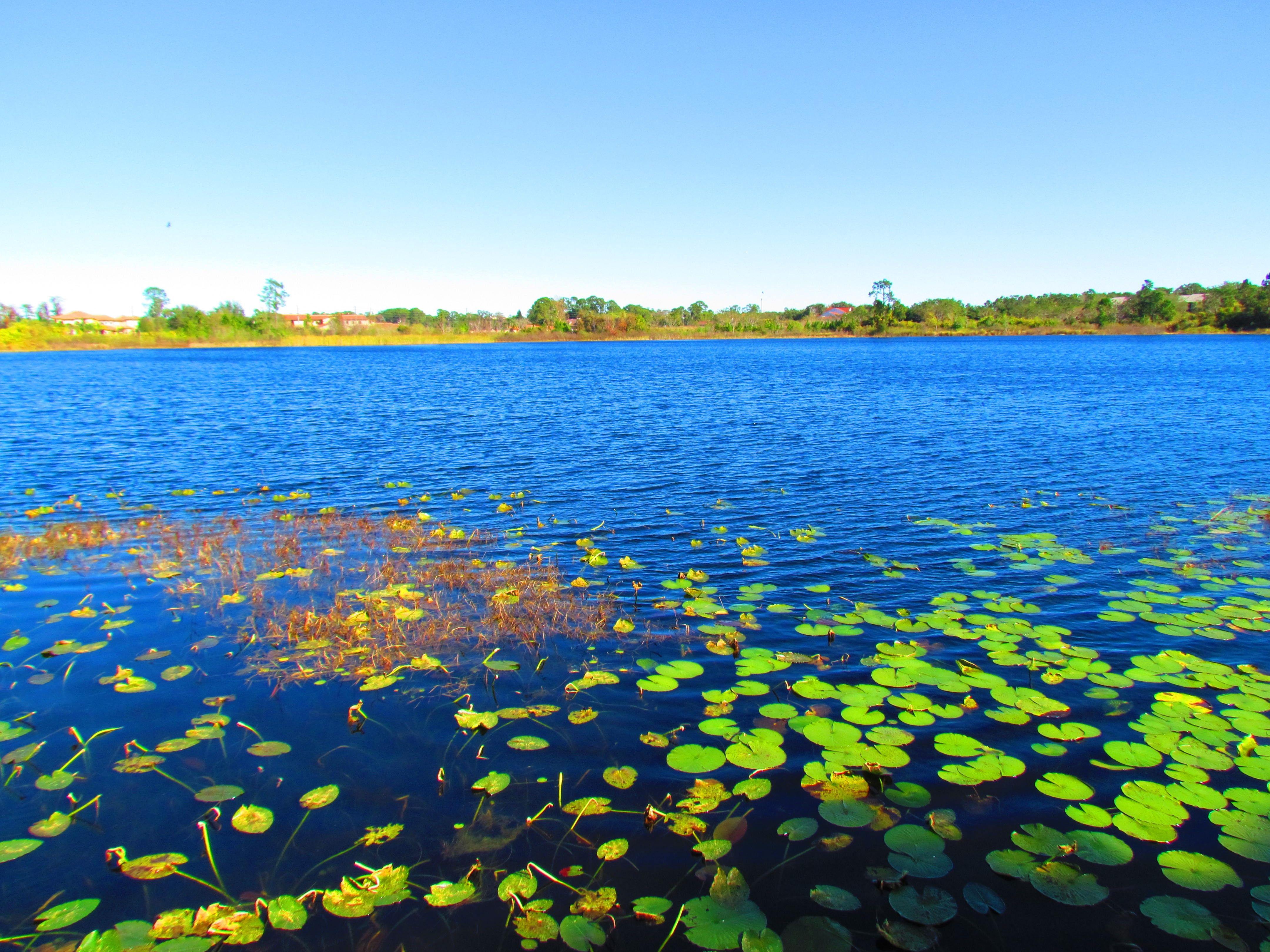 Pond Wallpapers - Top Free Pond Backgrounds - WallpaperAccess