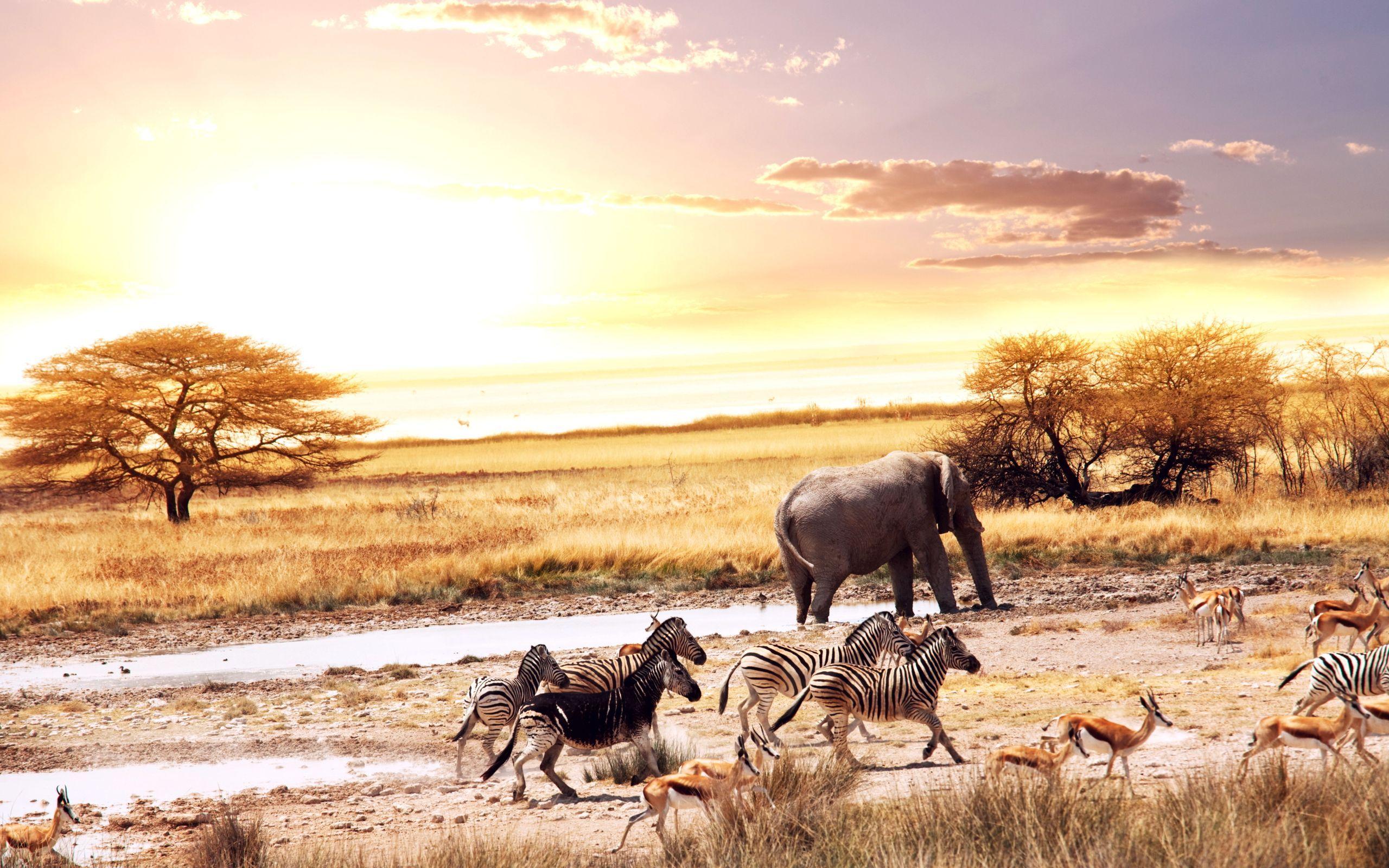 African Safari Desktop Wallpapers - Top Free African Safari Desktop ...