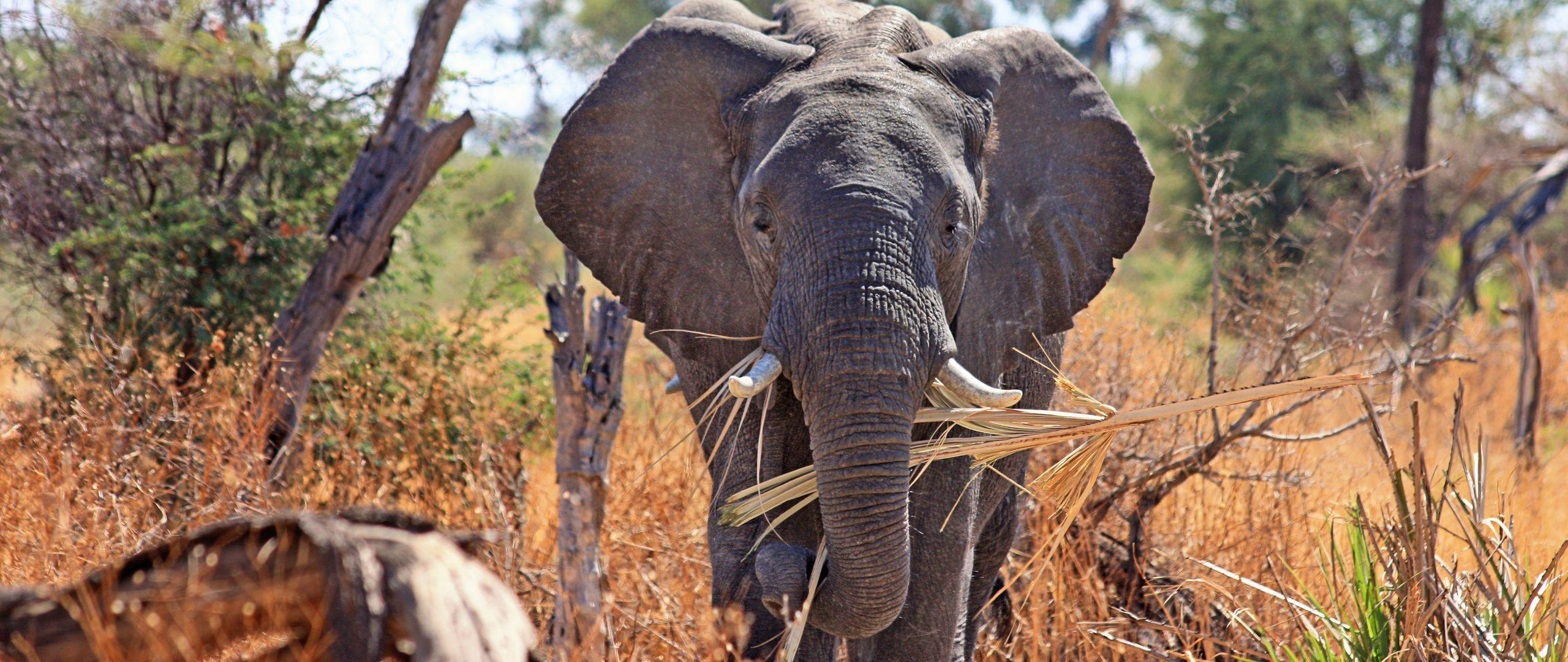 African Safari Desktop Wallpapers - Top Free African Safari Desktop ...