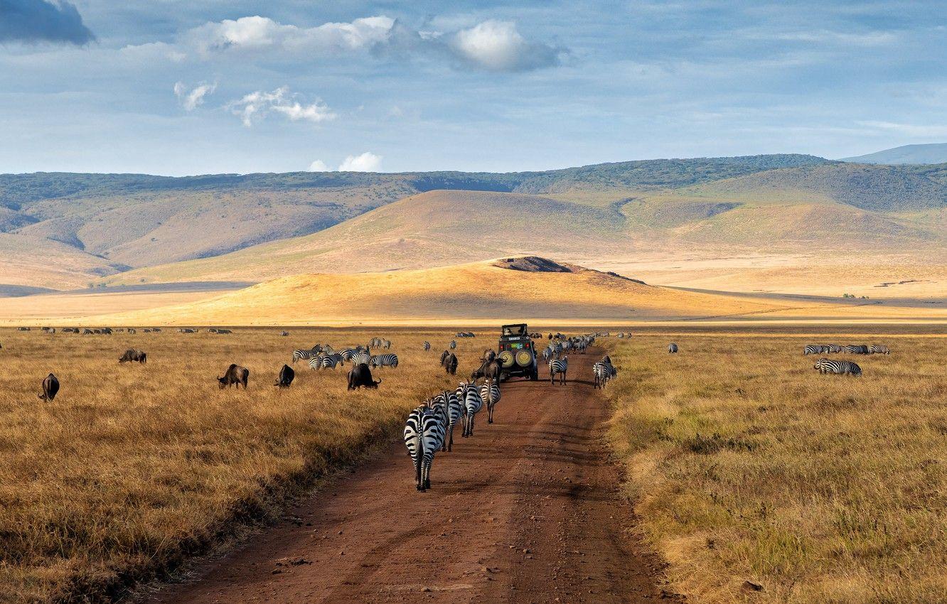 African Safari Desktop Wallpapers - Top Free African Safari Desktop ...