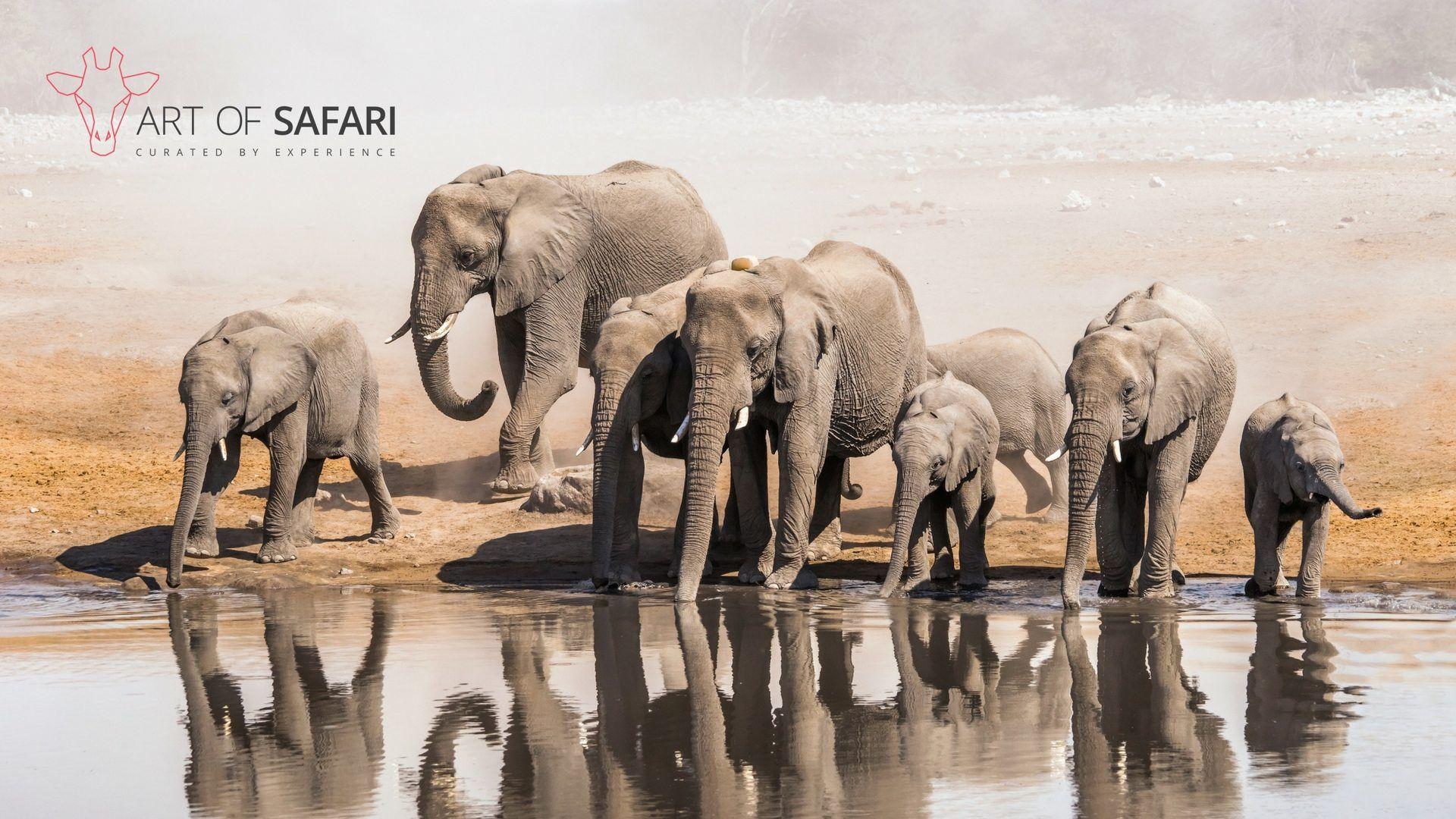 African Safari Desktop Wallpapers - Top Free African Safari Desktop ...