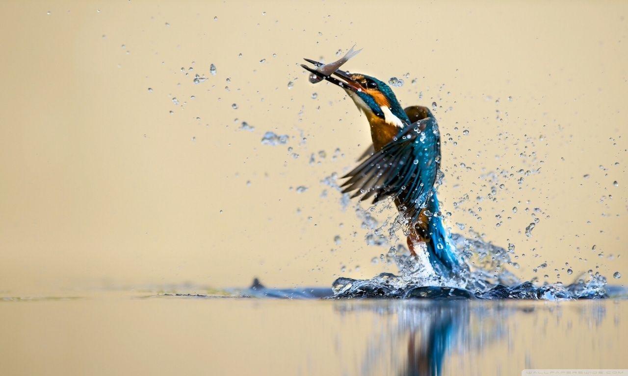 Bird Hunting Wallpapers - Top Free Bird Hunting Backgrounds ...