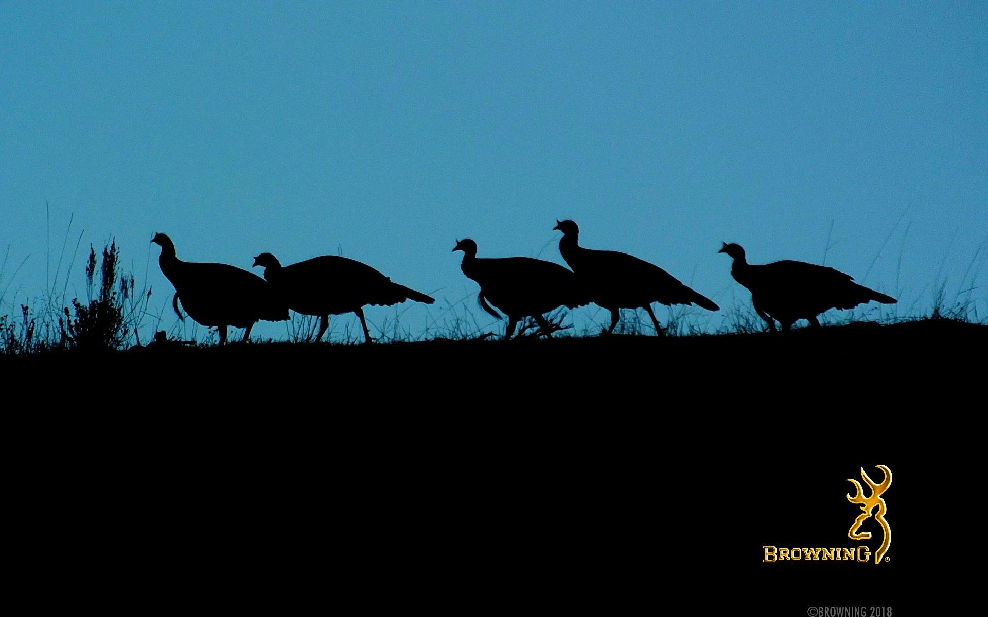 Bird Hunting Wallpapers - Top Free Bird Hunting Backgrounds ...