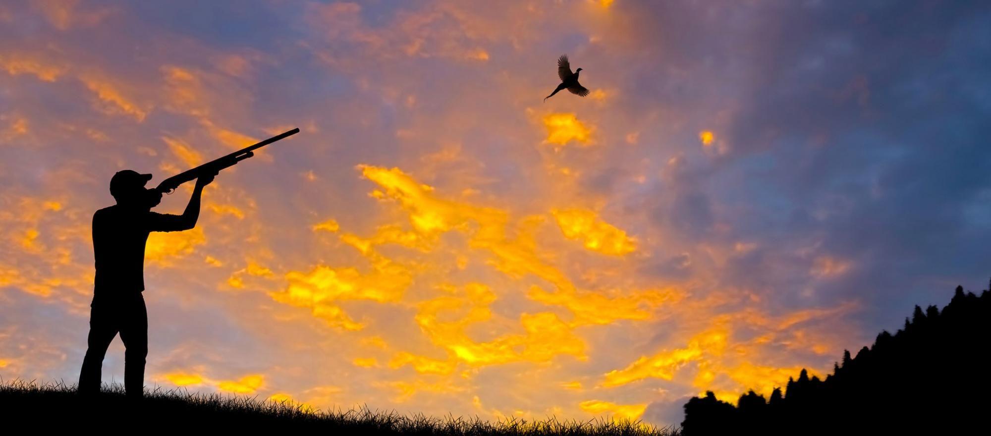 Bird Hunting Wallpapers - Top Free Bird Hunting Backgrounds ...