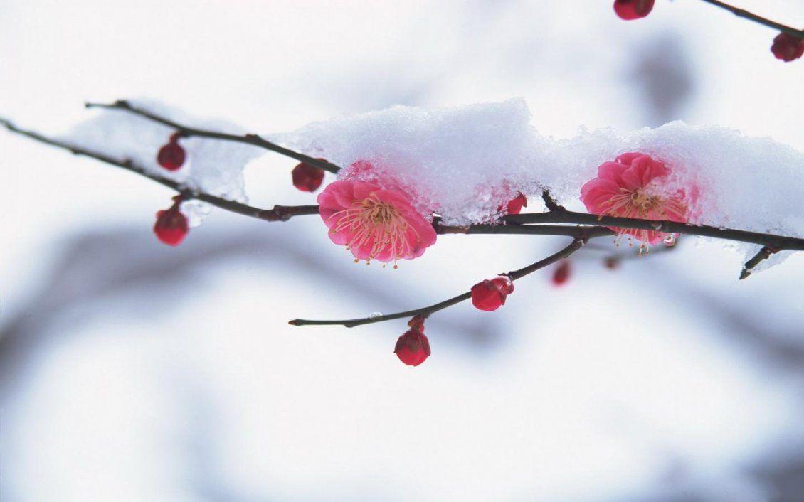 Cherry Blossom Snow Wallpapers - Top Free Cherry Blossom Snow ...