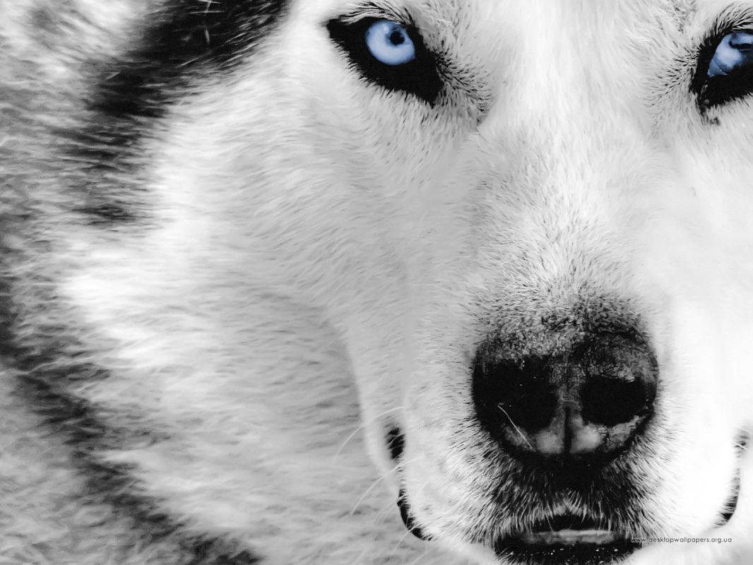 Wolf Black and White Wallpapers - Top Free Wolf Black and White ...