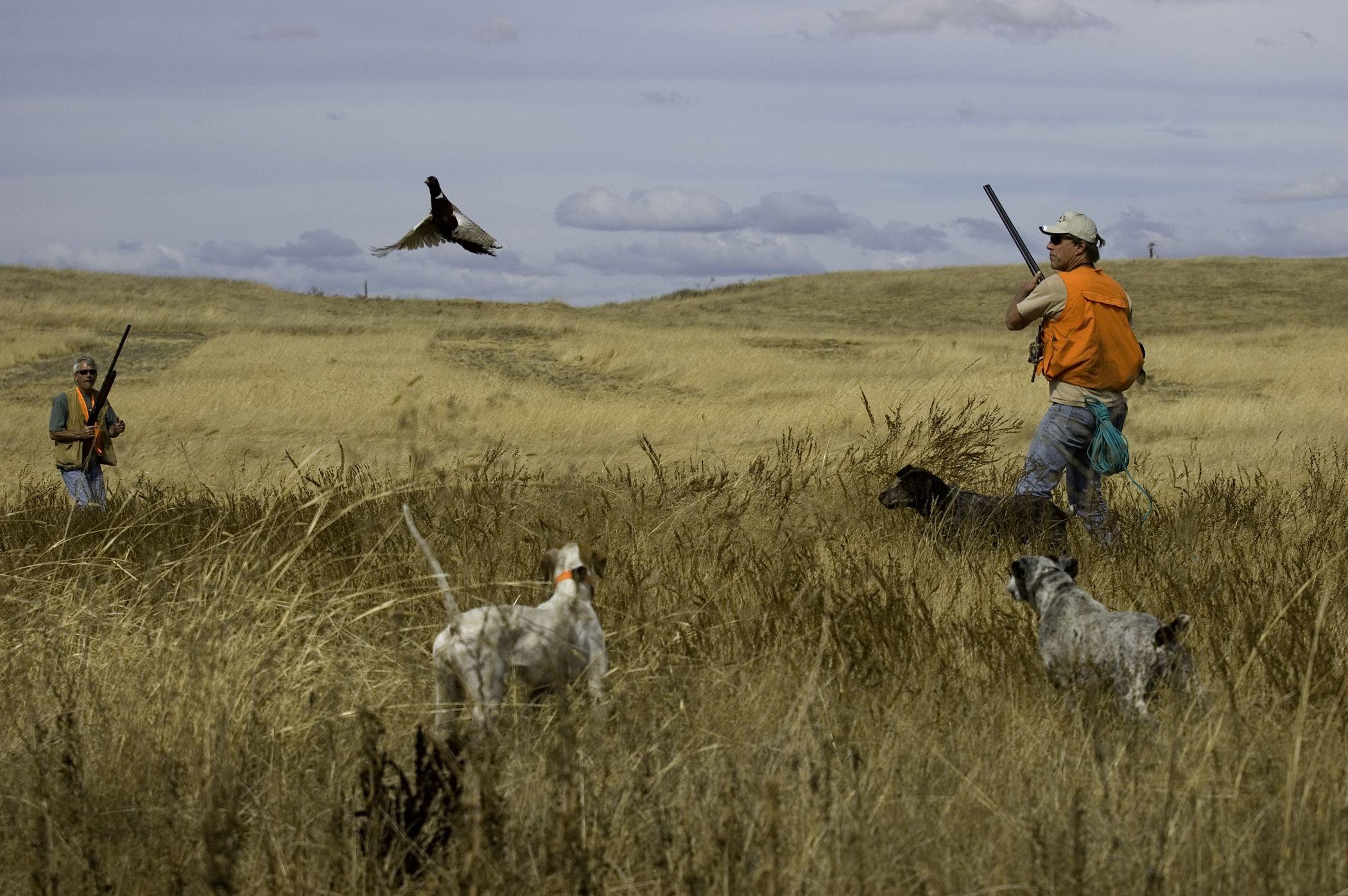 Bird Hunting Wallpapers - Top Free Bird Hunting Backgrounds ...